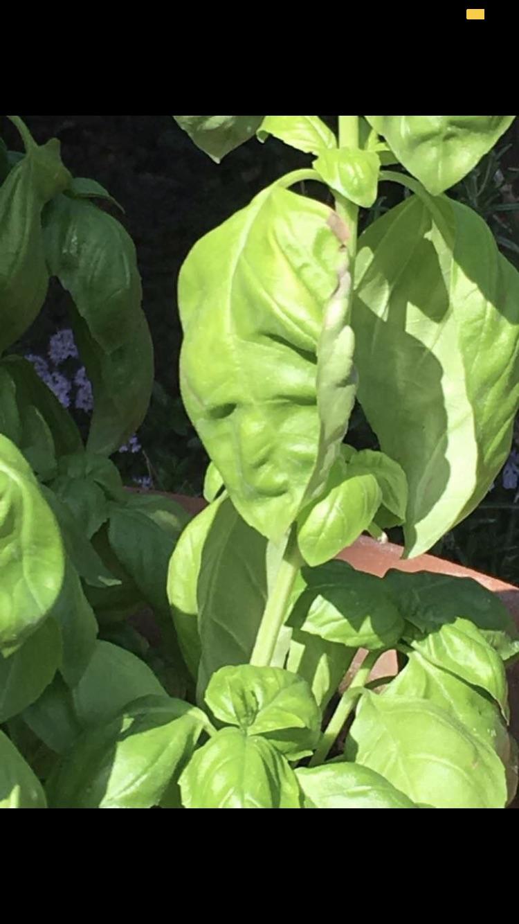 Smart leaf | Scrolller