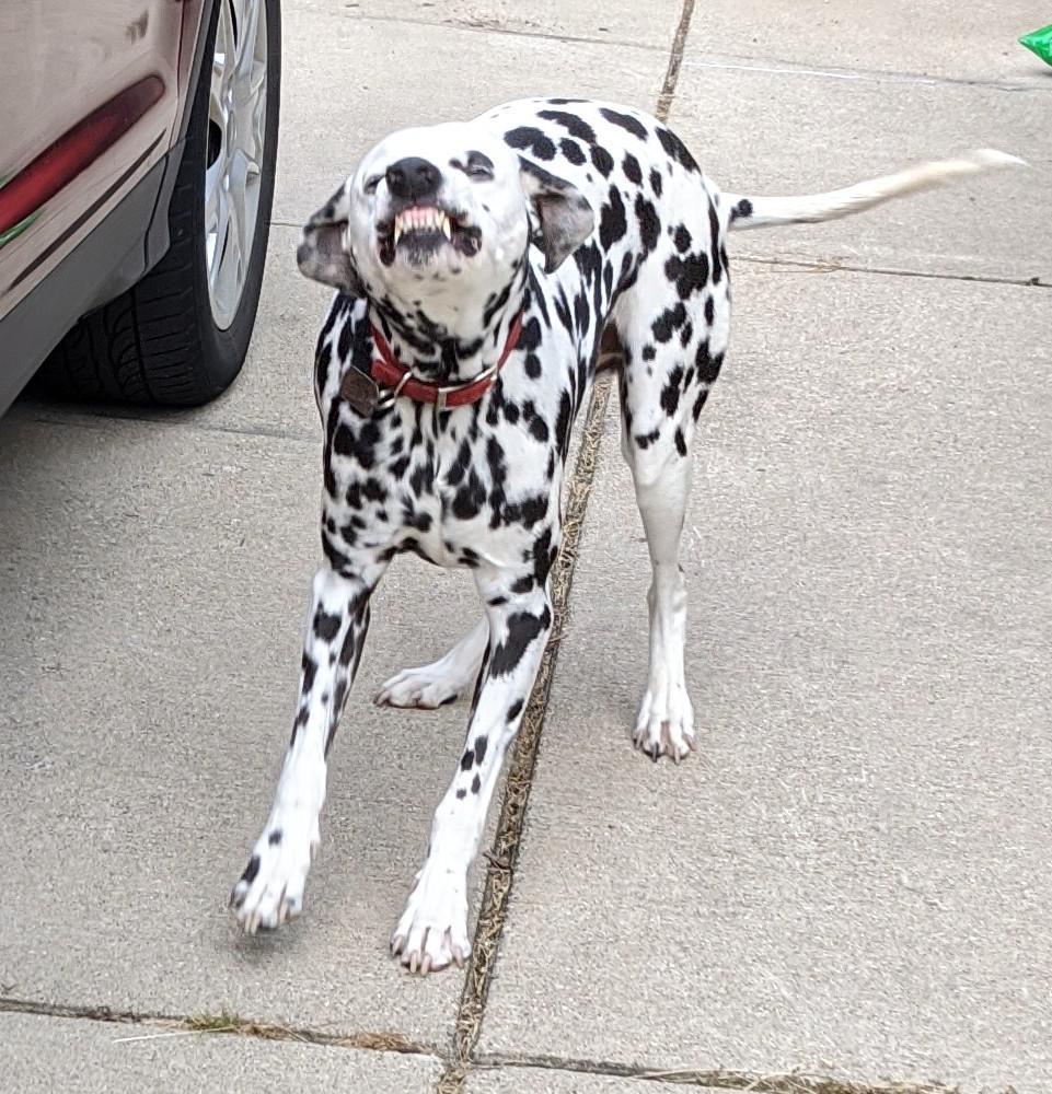 Smiley boy Pongo is happy to see me! | Scrolller