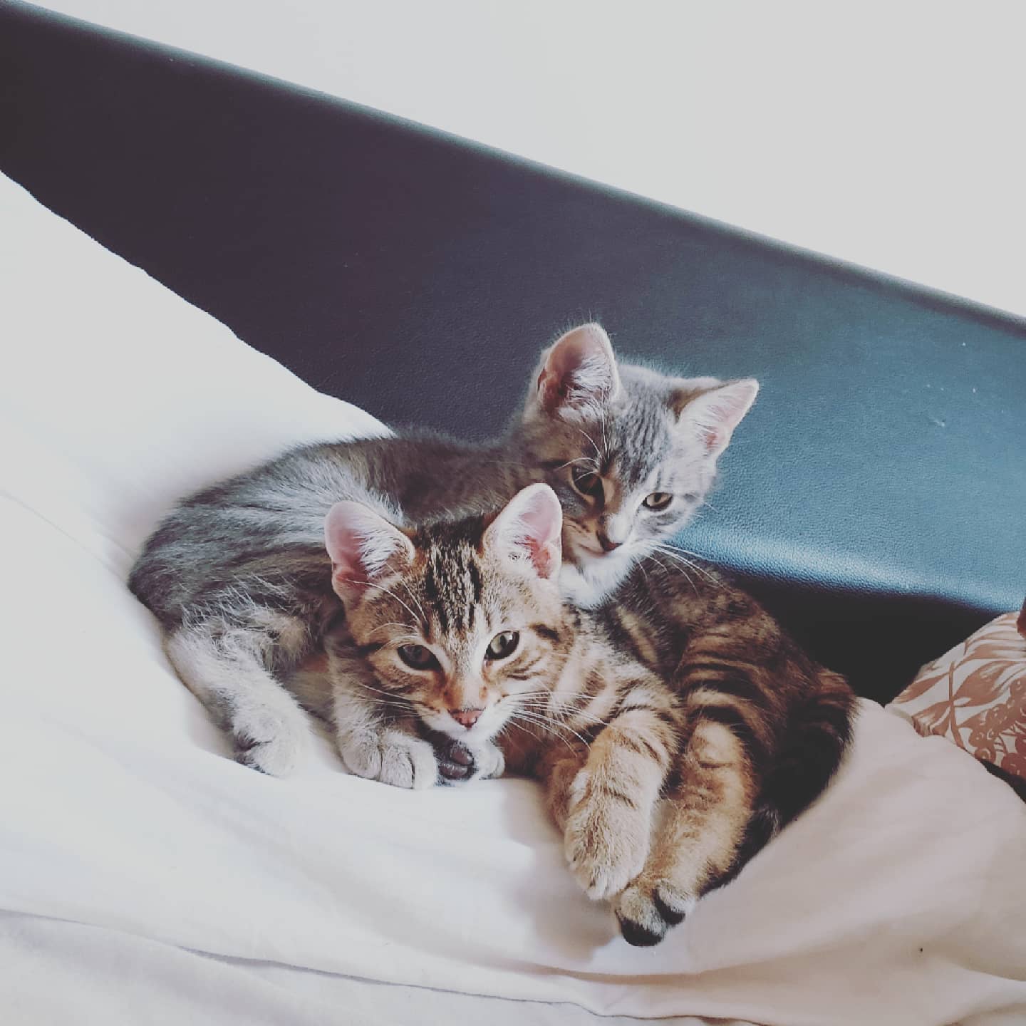 Smokey and Bella love curling up with each other on the bed | Scrolller