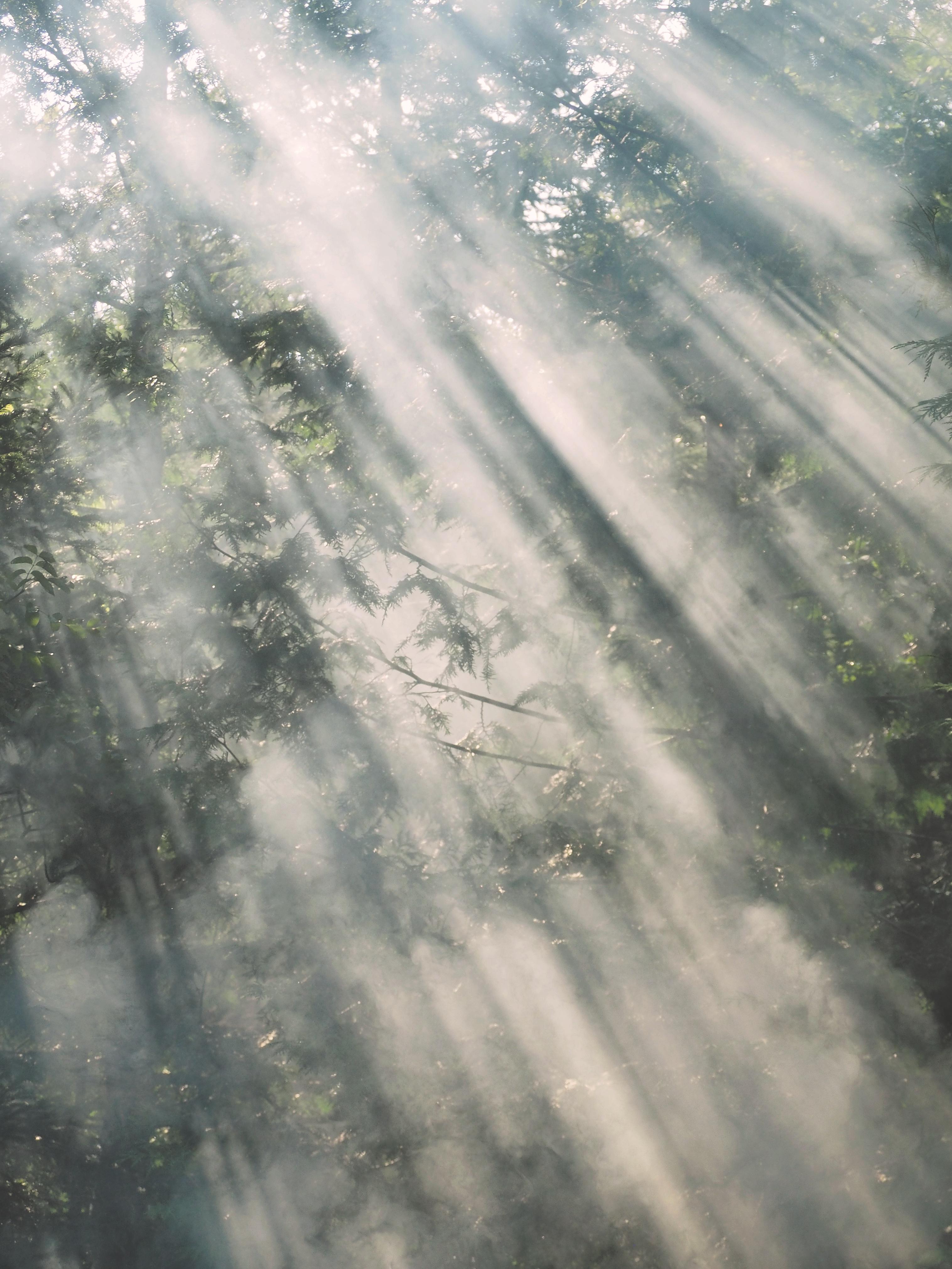 Smokey Sun Rays | Scrolller