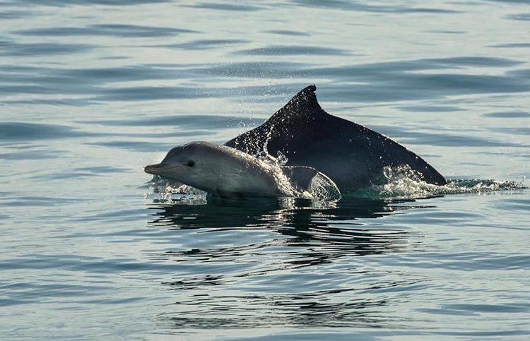 Smol Dolphin Calf | Scrolller