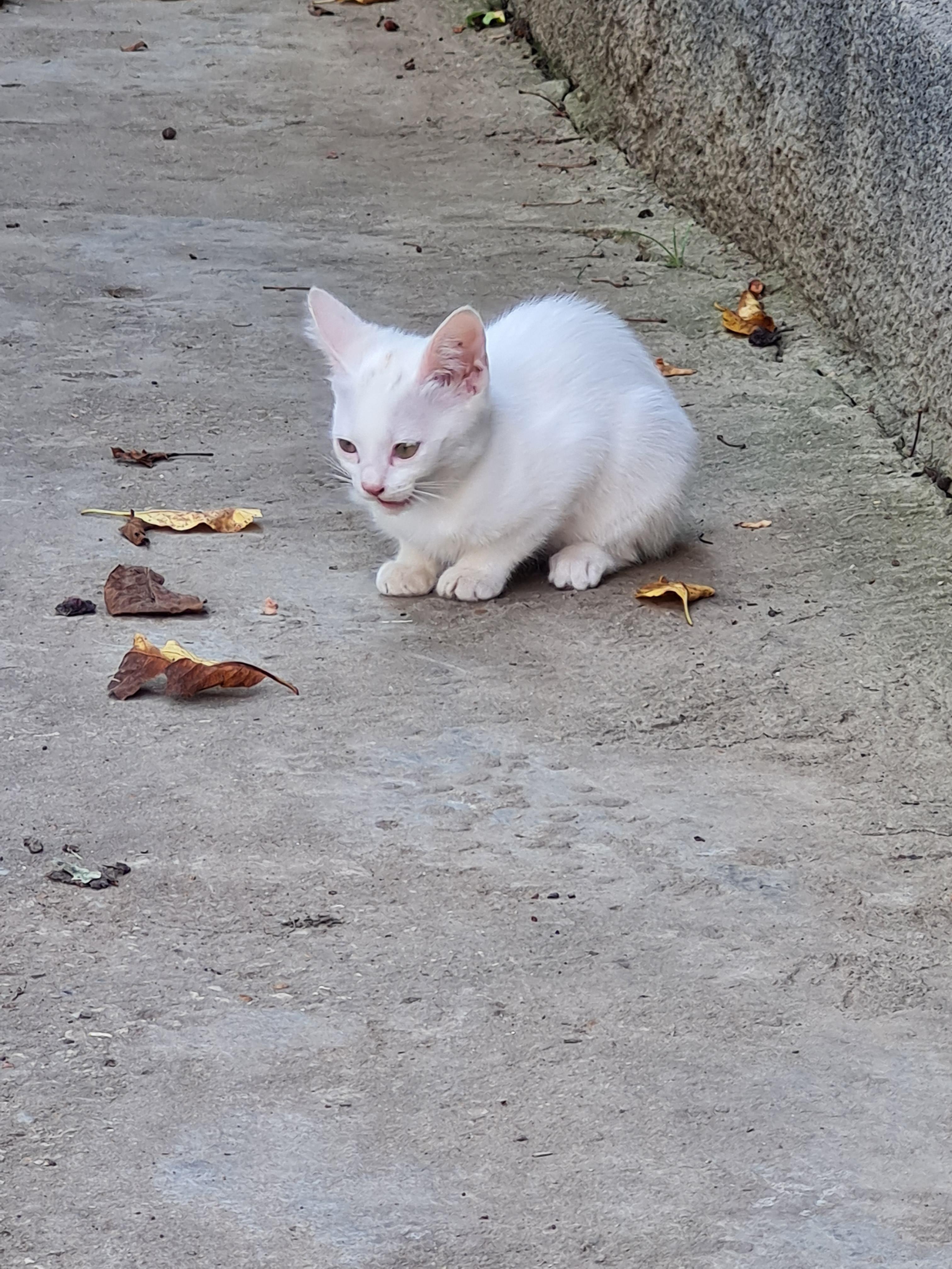 Smol floppa? | Scrolller