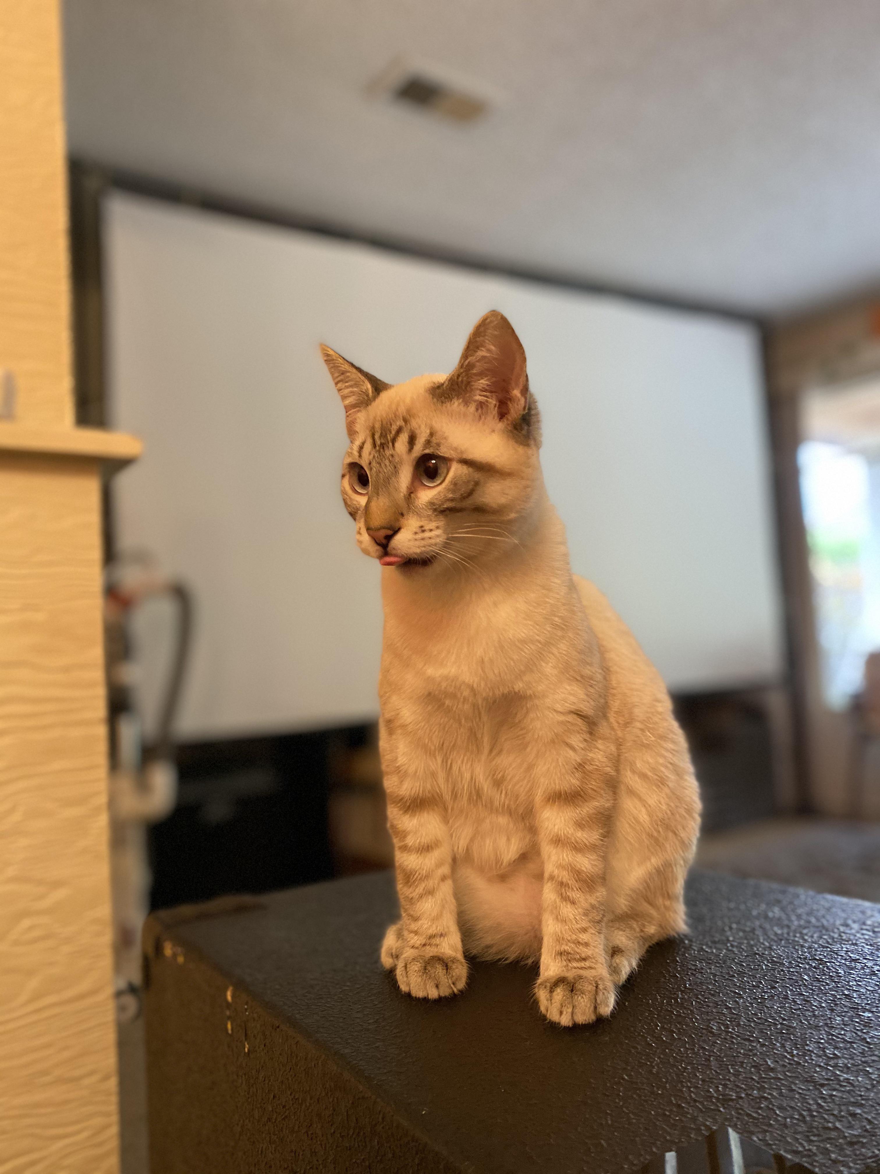 Smol kitty smol tongue | Scrolller