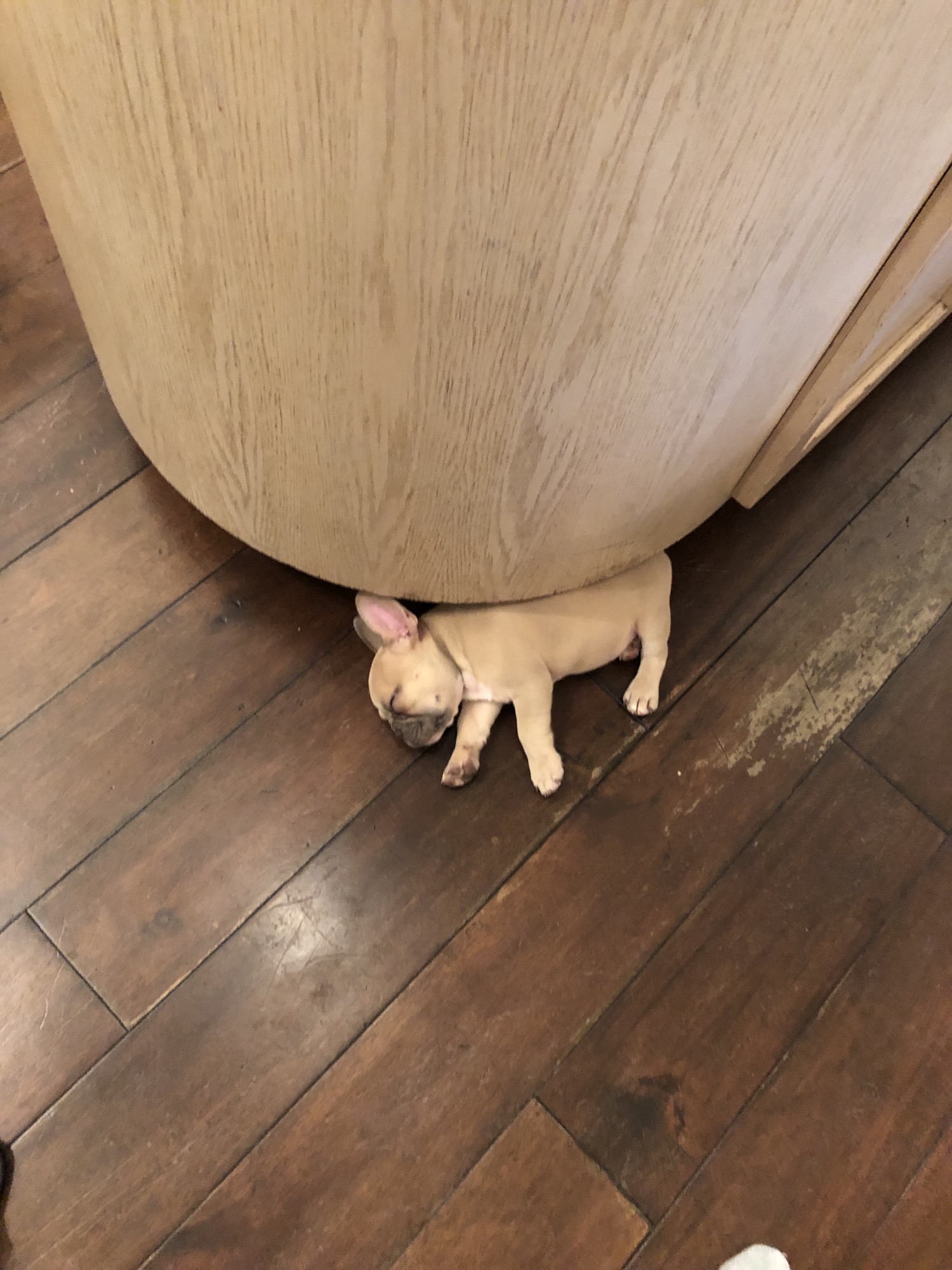 Smol Potat | Scrolller