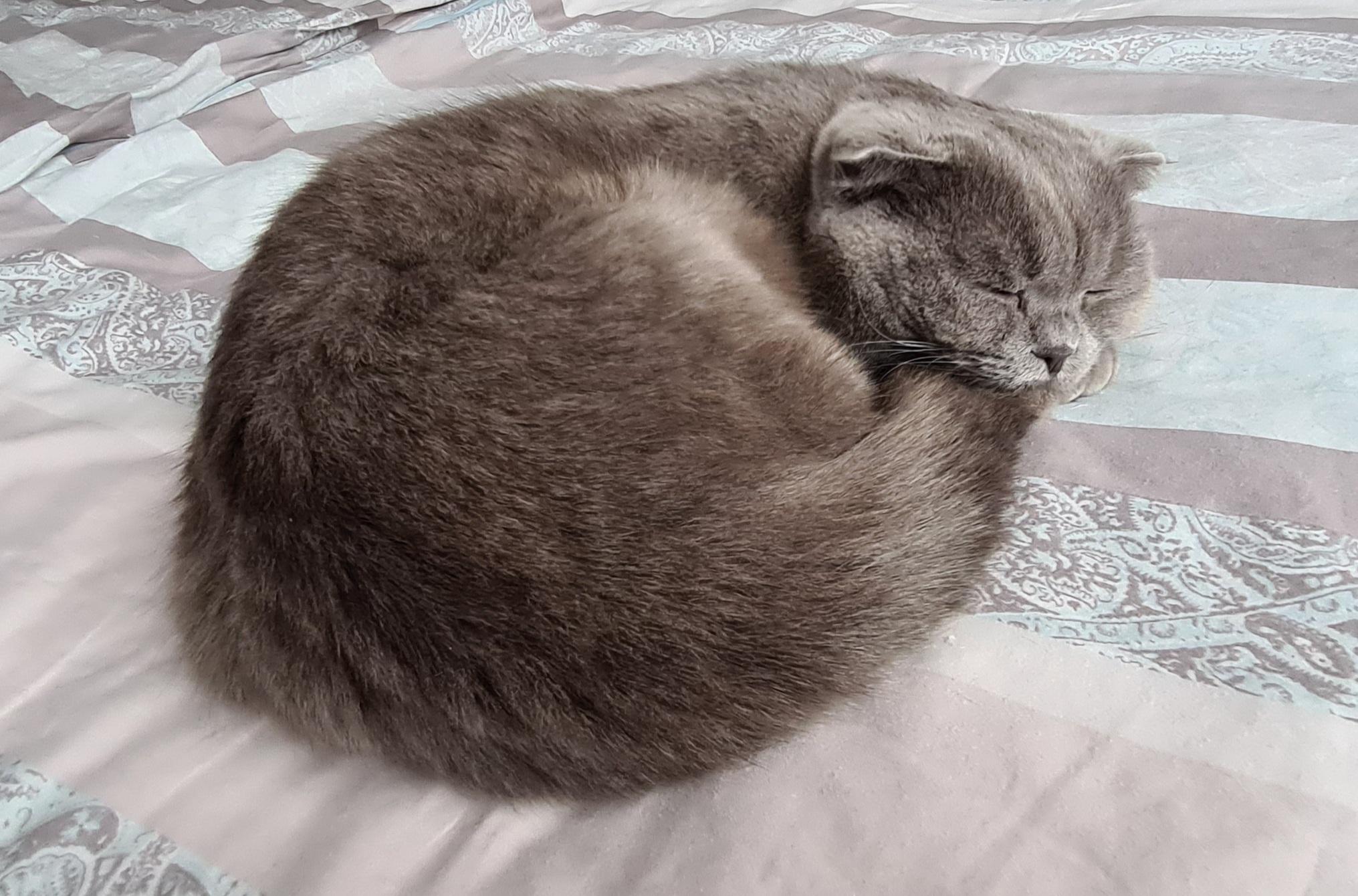 Smooth cat circle | Scrolller