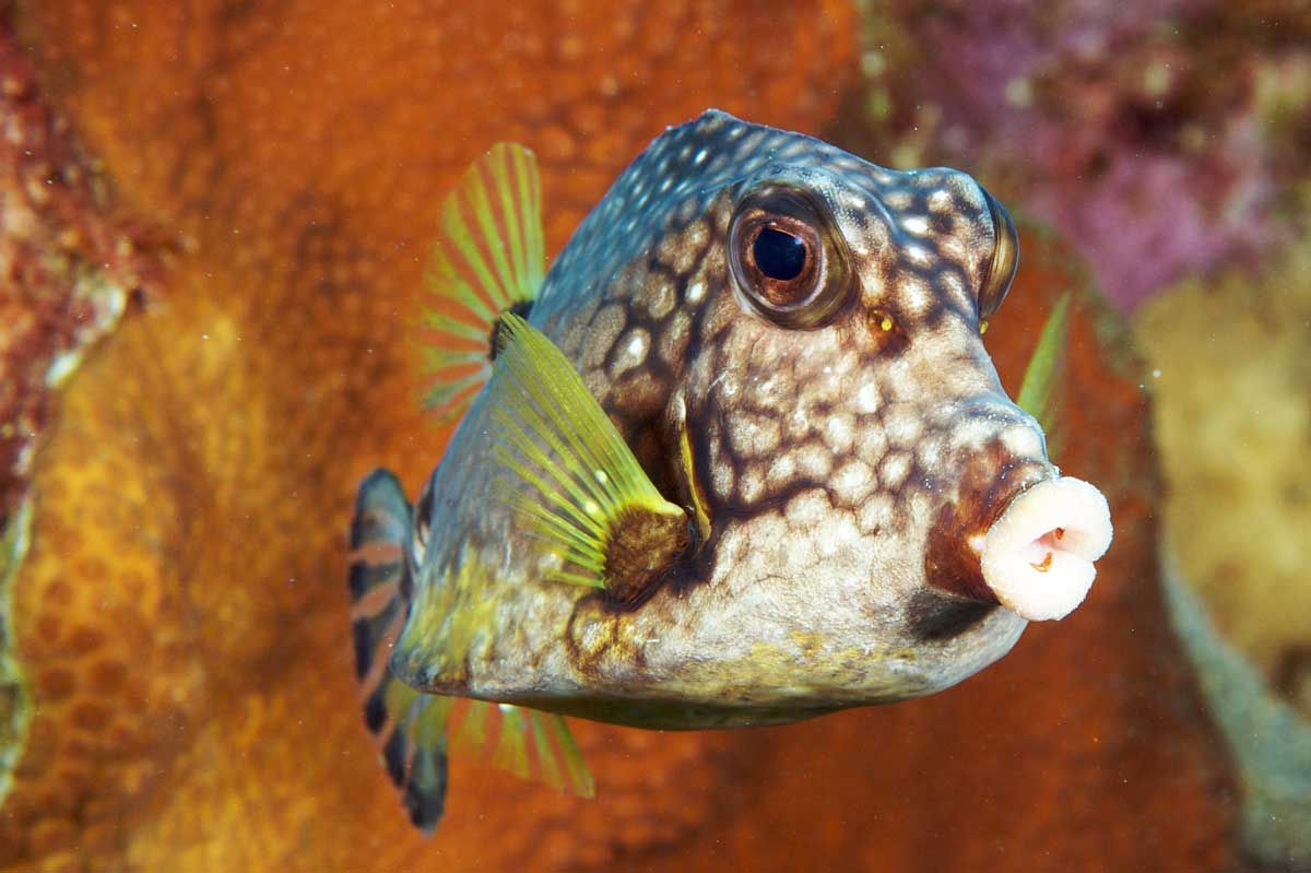 Smooth Trunkfish: "Ooh, get you!" [Maybe] | Scrolller