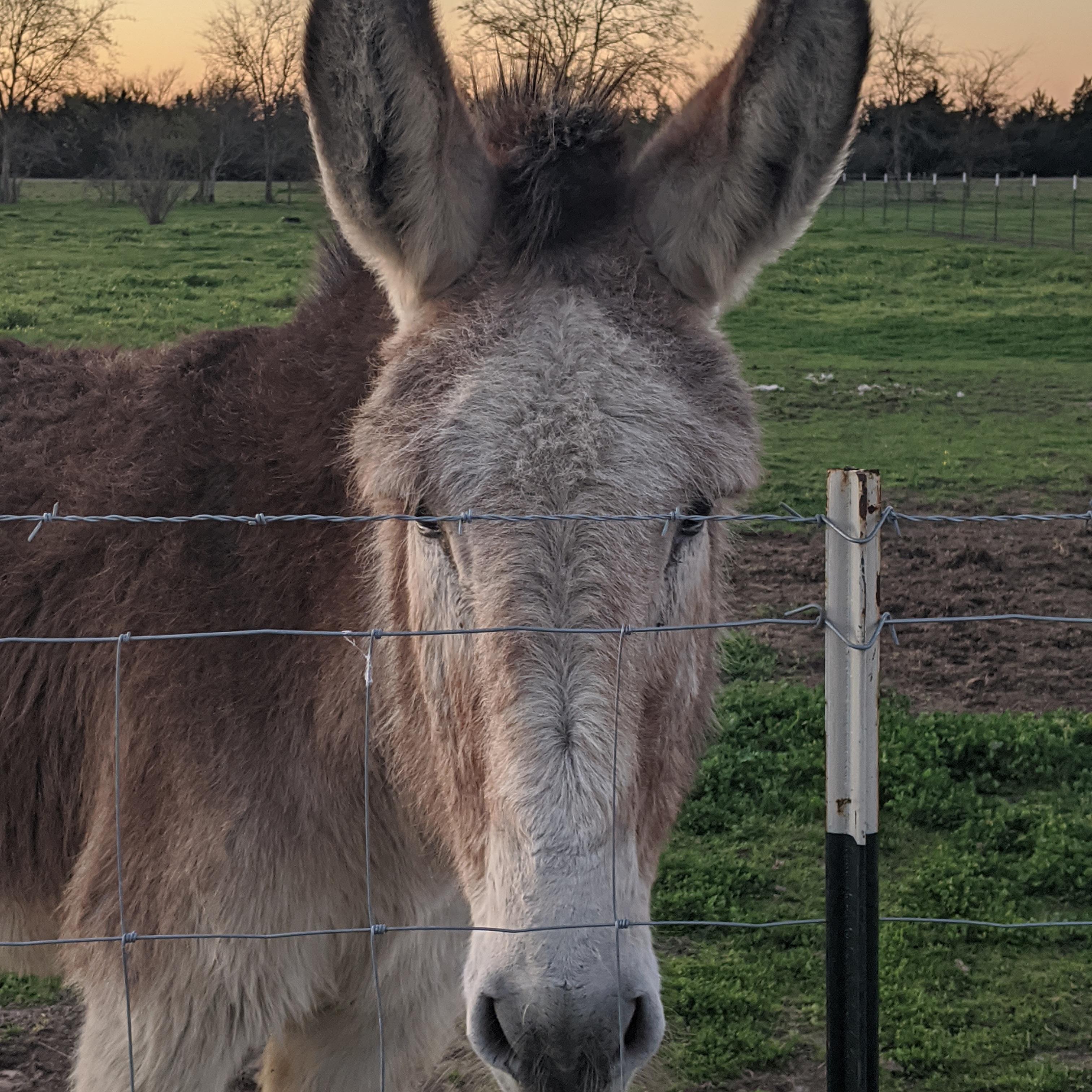 Sneaky Pete, my mammoth donkey. | Scrolller