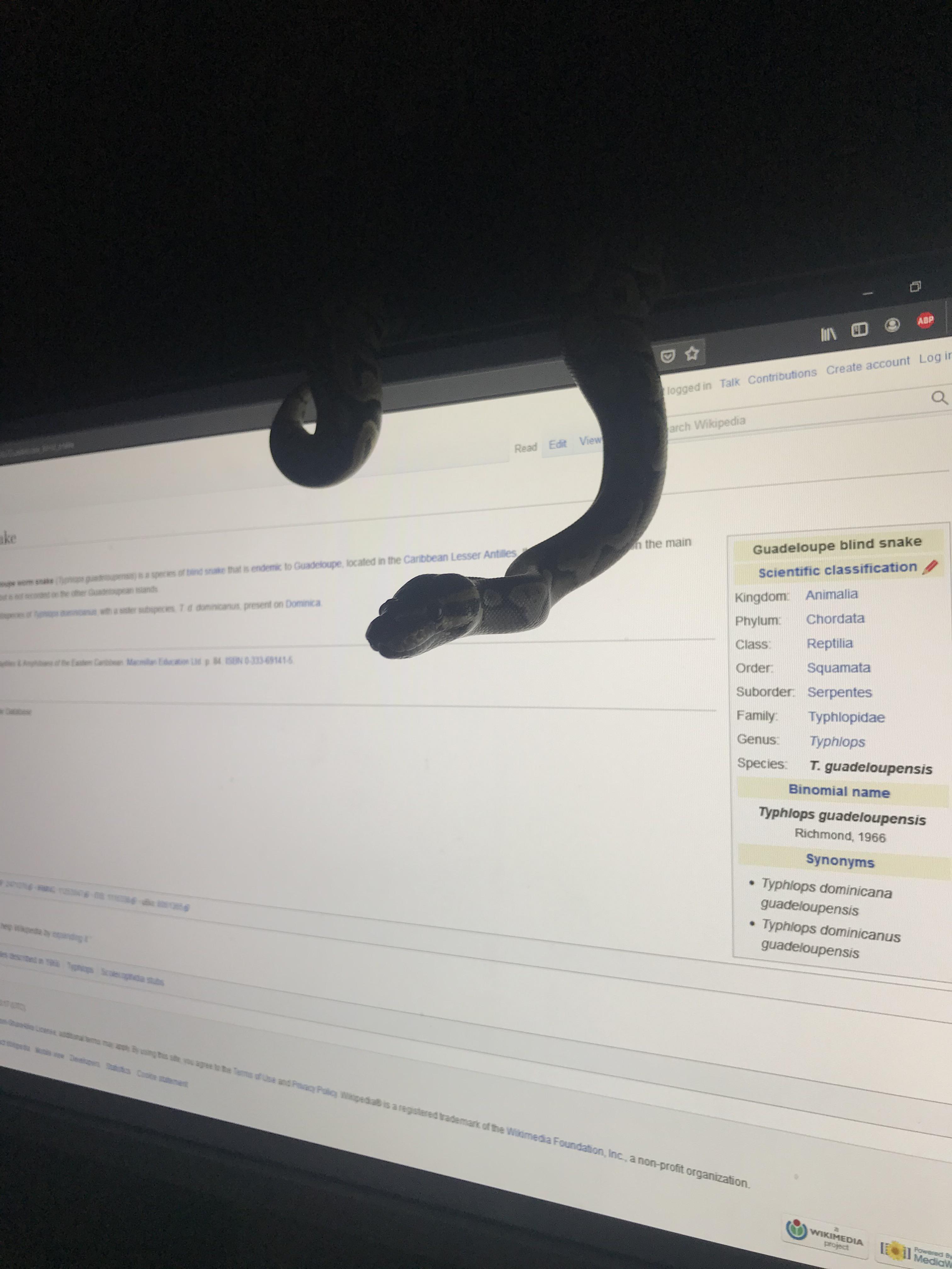 Snek helping me study | Scrolller