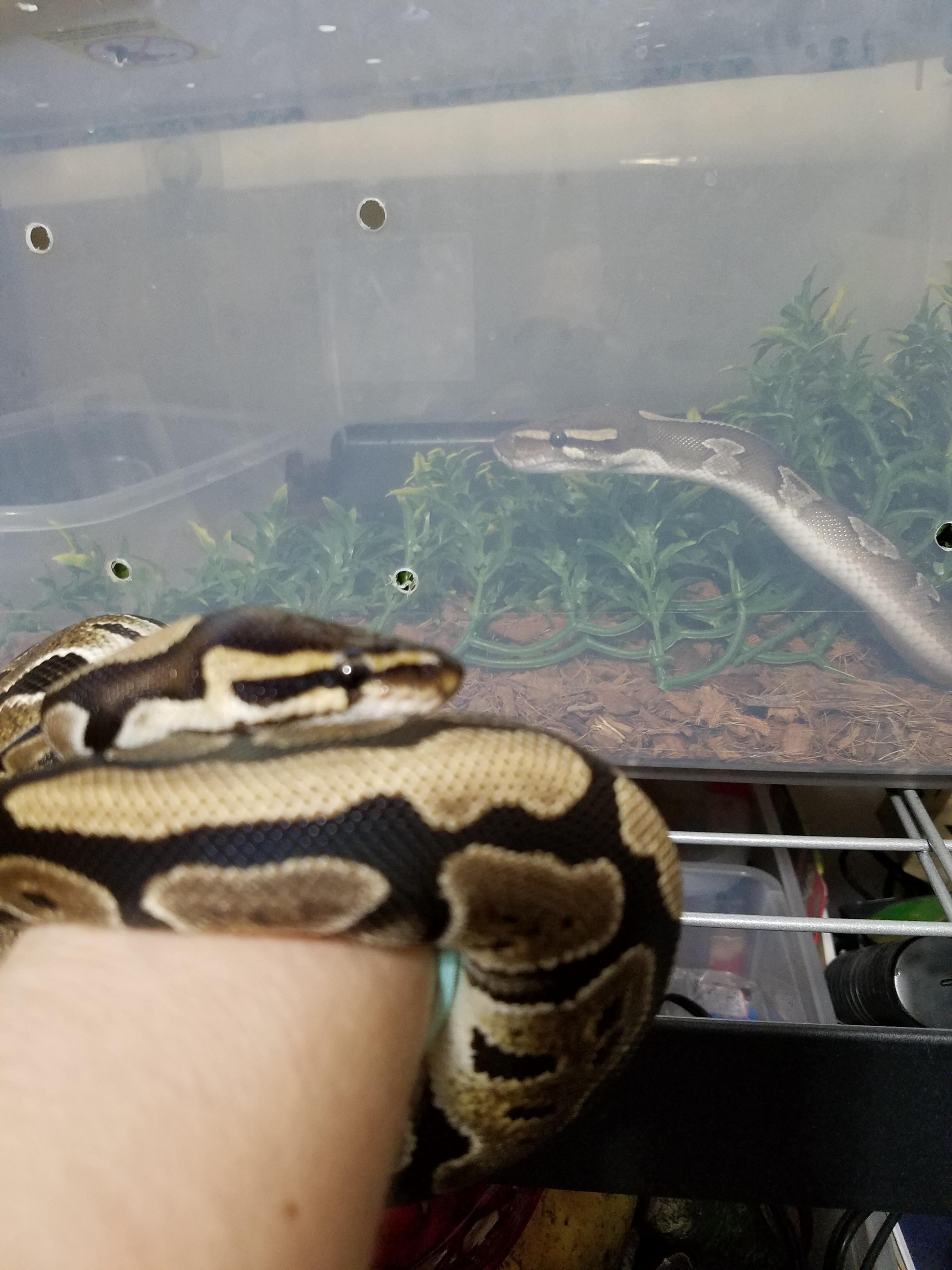 Snek_irl | Scrolller