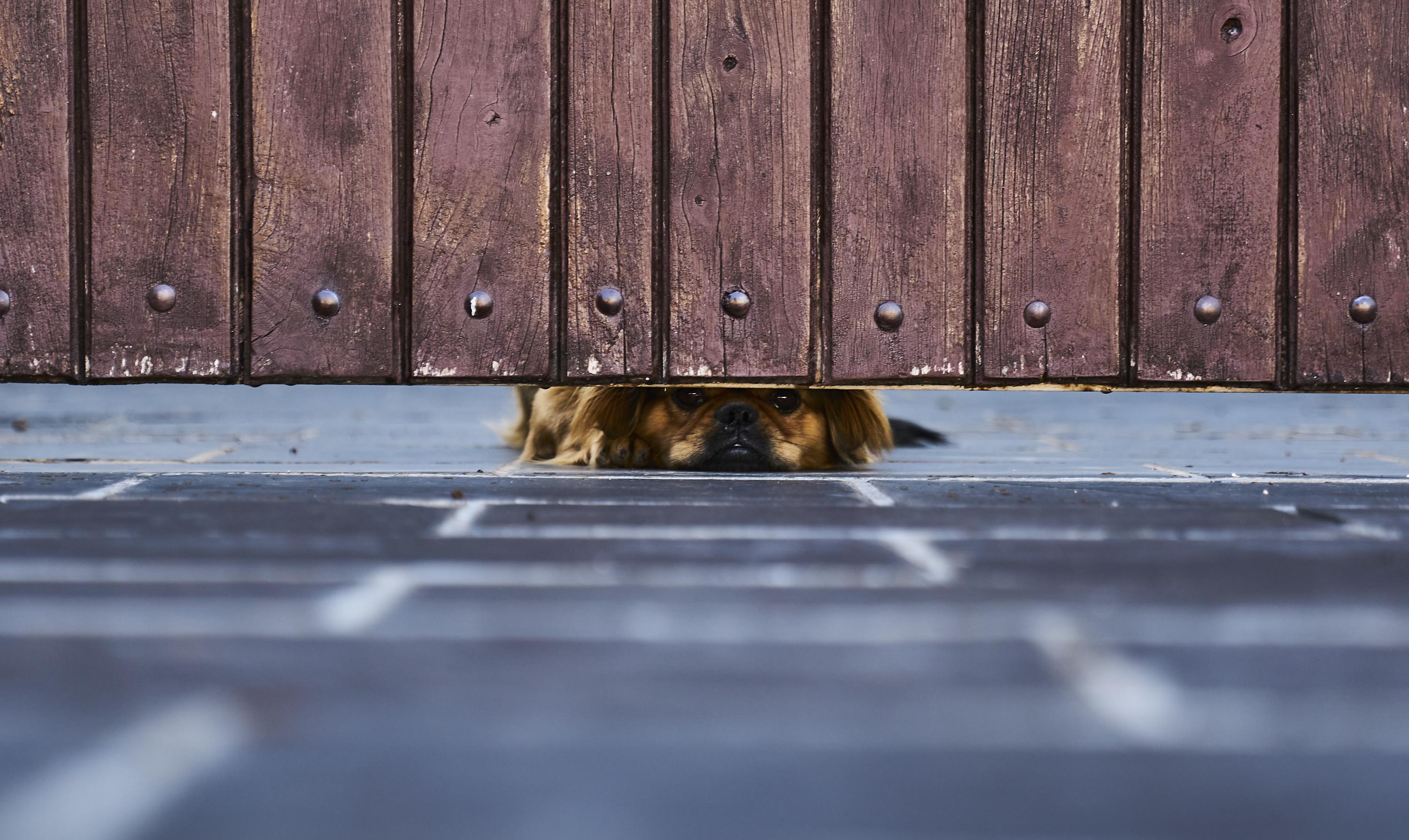 Snooping pupper | Scrolller