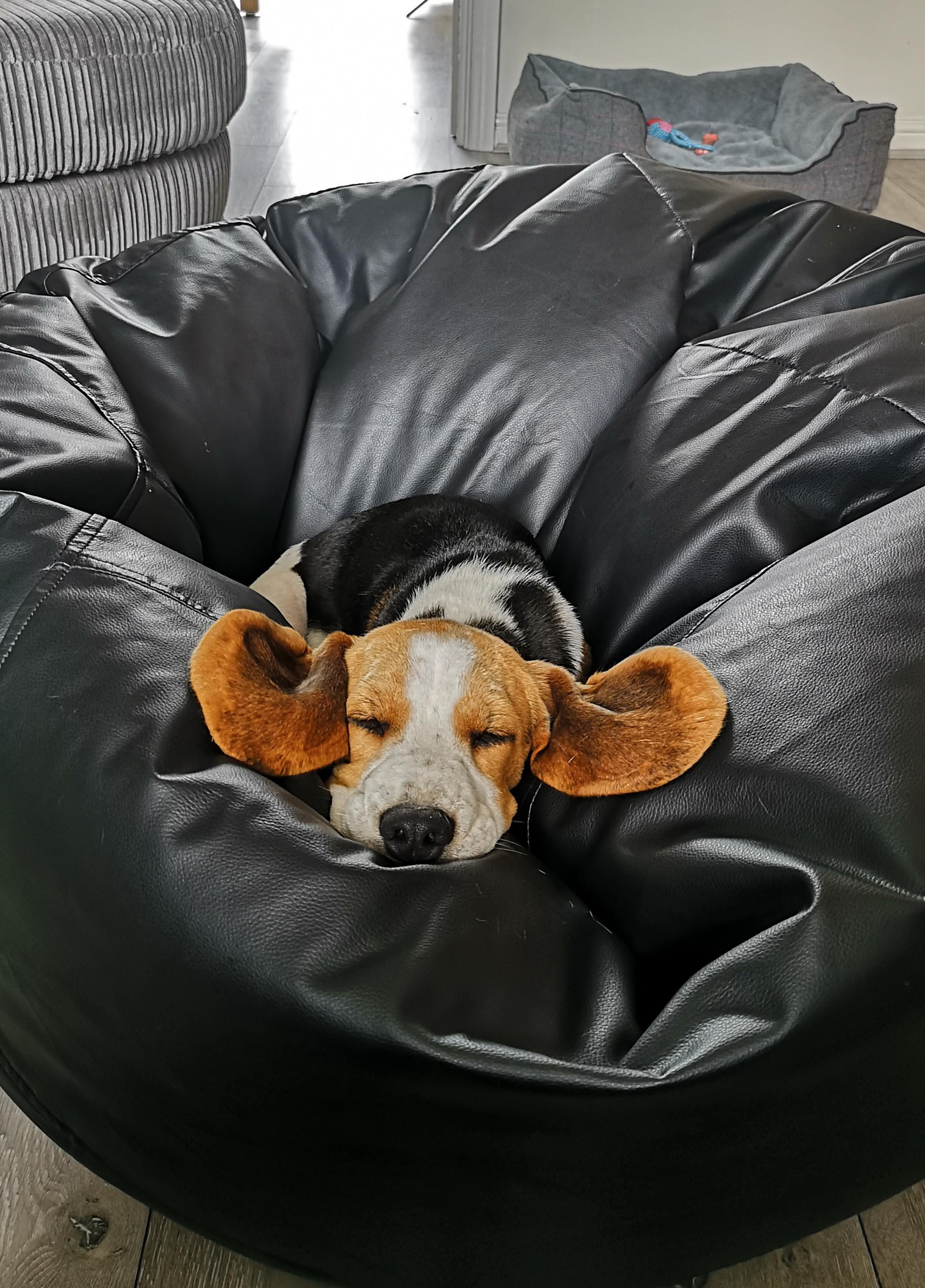 Snoozing after long walkies | Scrolller