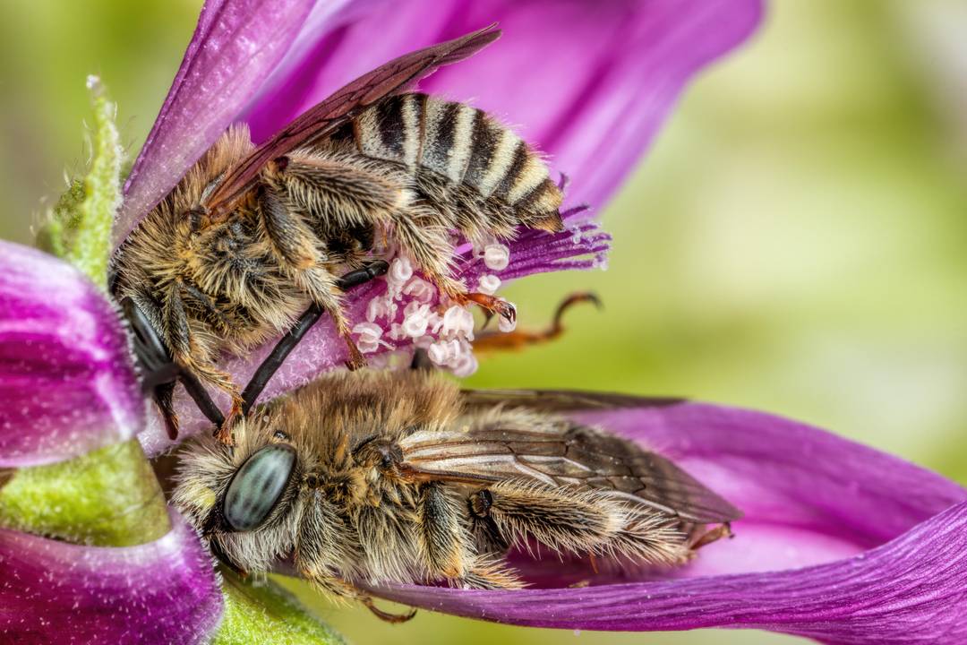 Snoozing Long Horned Bees [OC] | Scrolller