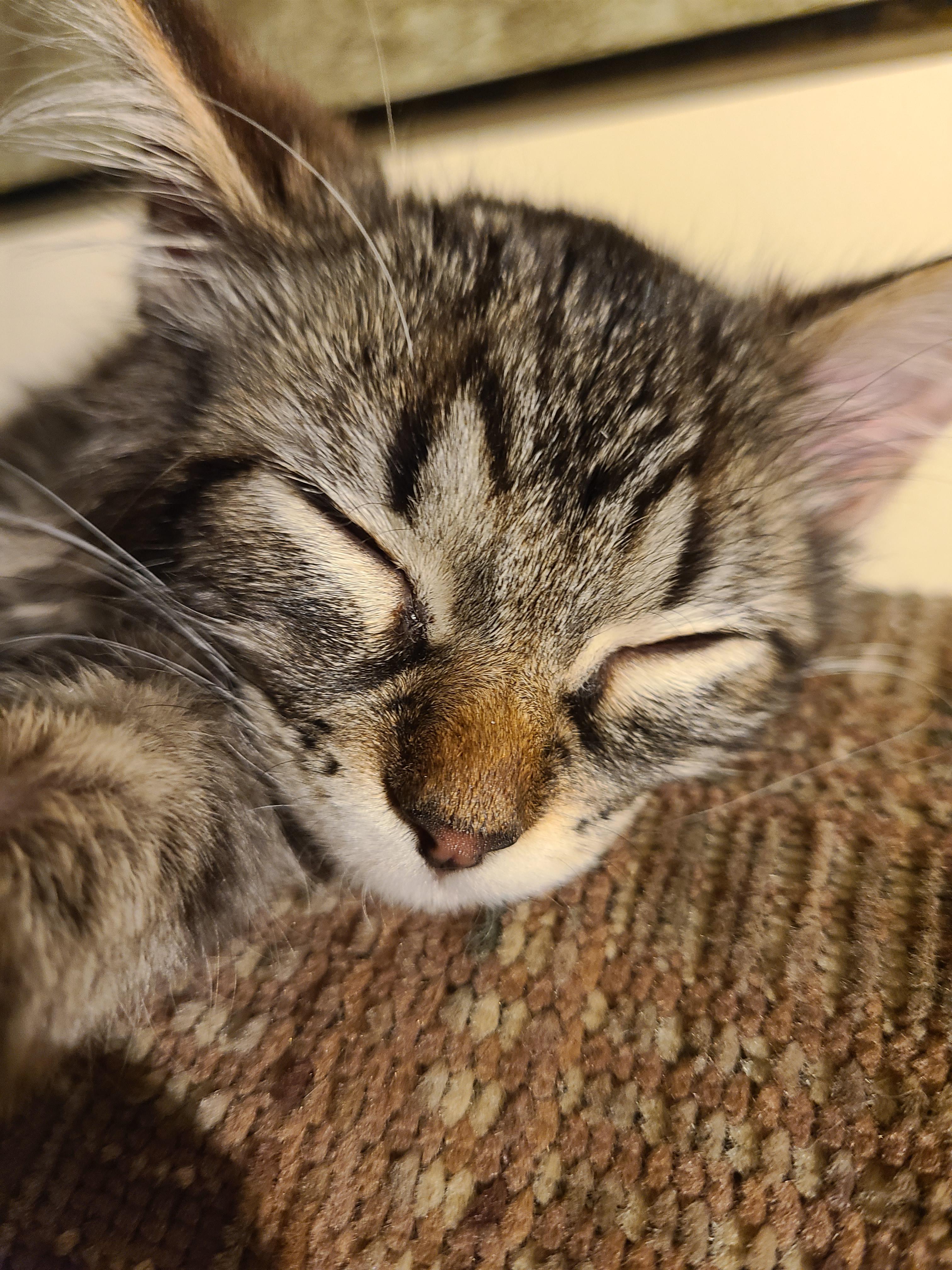 Snoozing peacefully | Scrolller