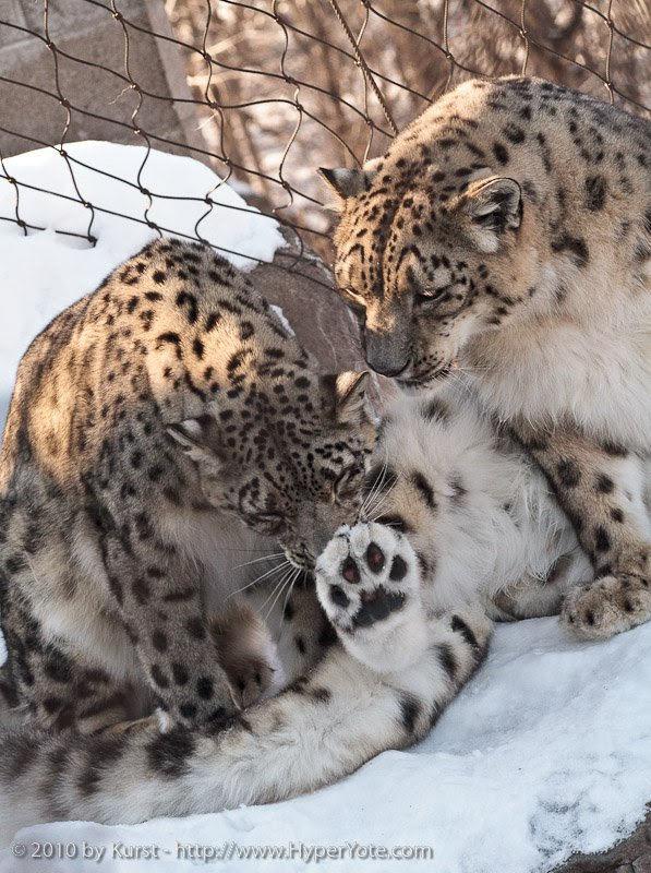 Snow leopards are silly | Scrolller