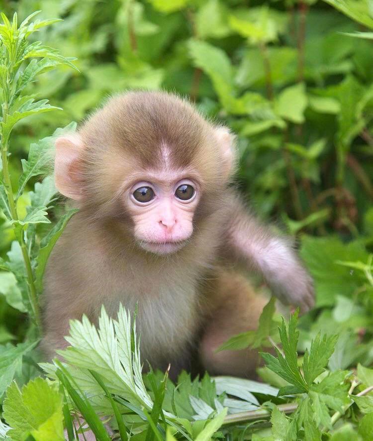 Snow monkeys are my favorite after capuchins! | Scrolller