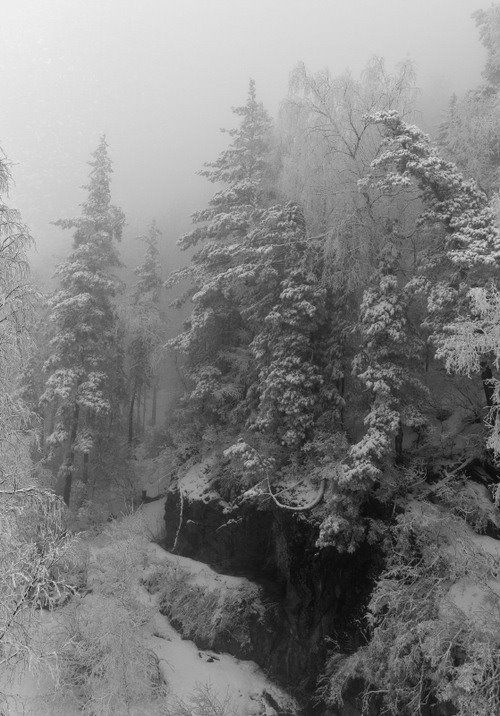 Snowy Forest | Scrolller