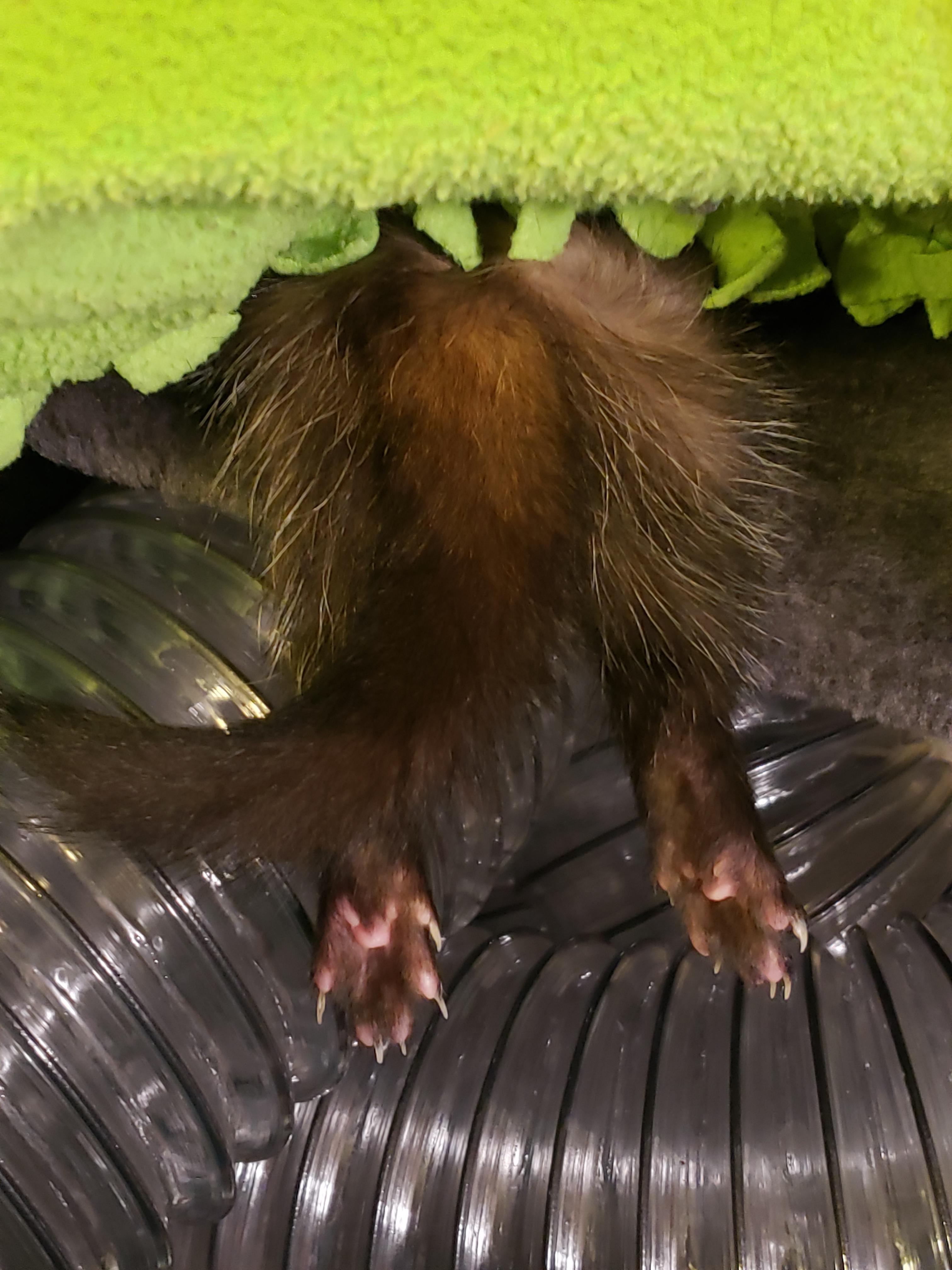 Snuck up on a sleeping demon 😈 | Scrolller