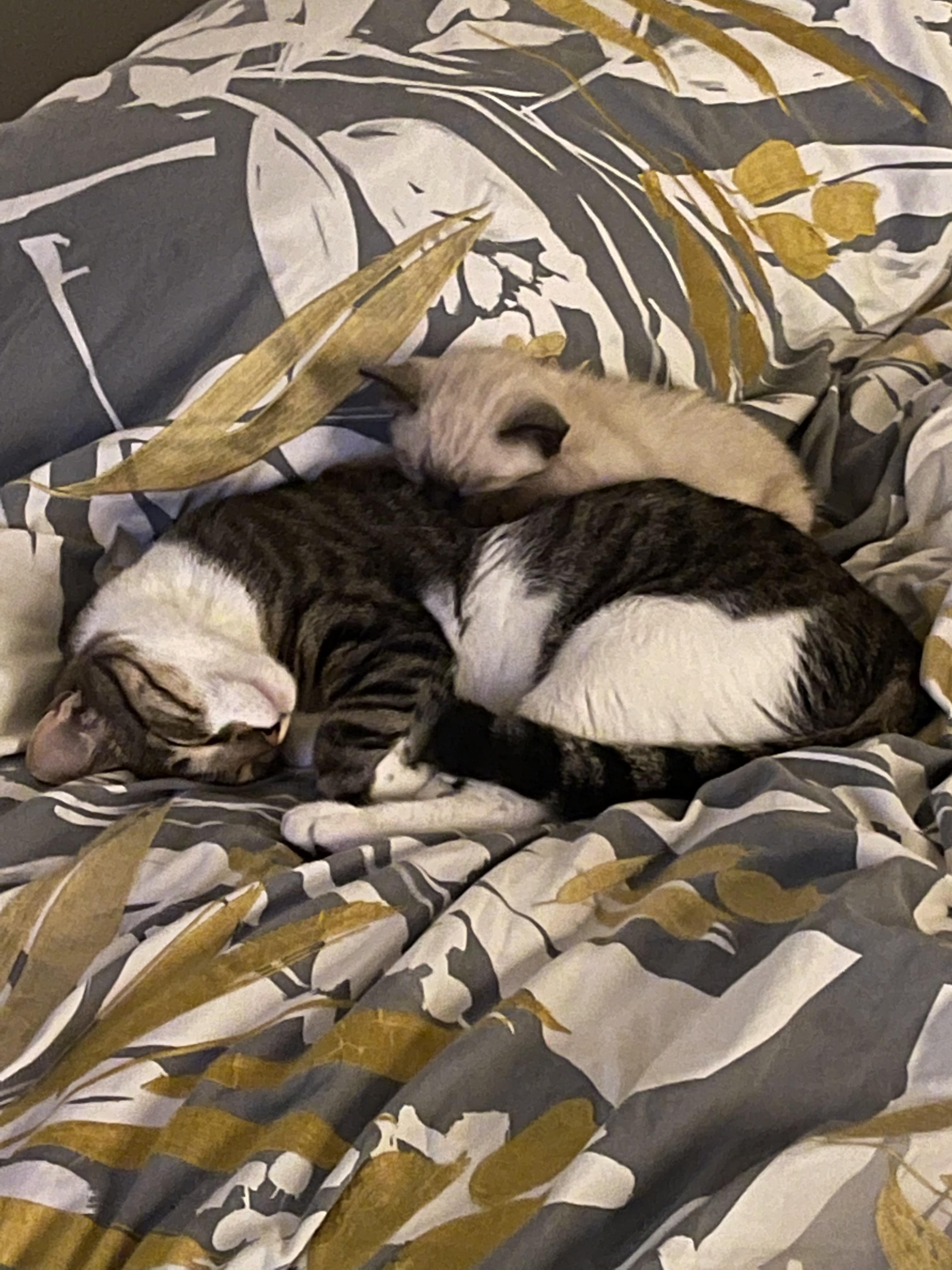 Snuggle buddies | Scrolller