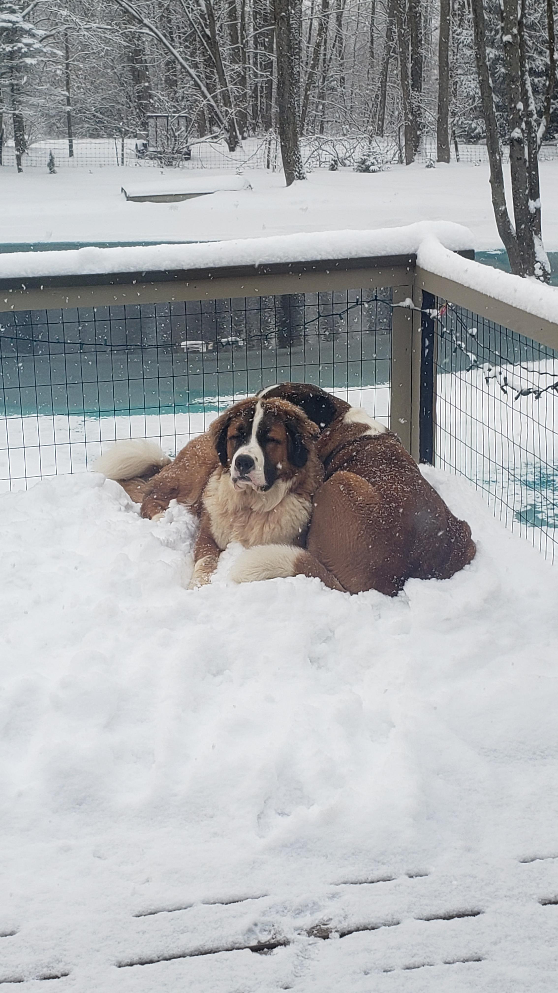 Snuggle buddies out in the snow | Scrolller