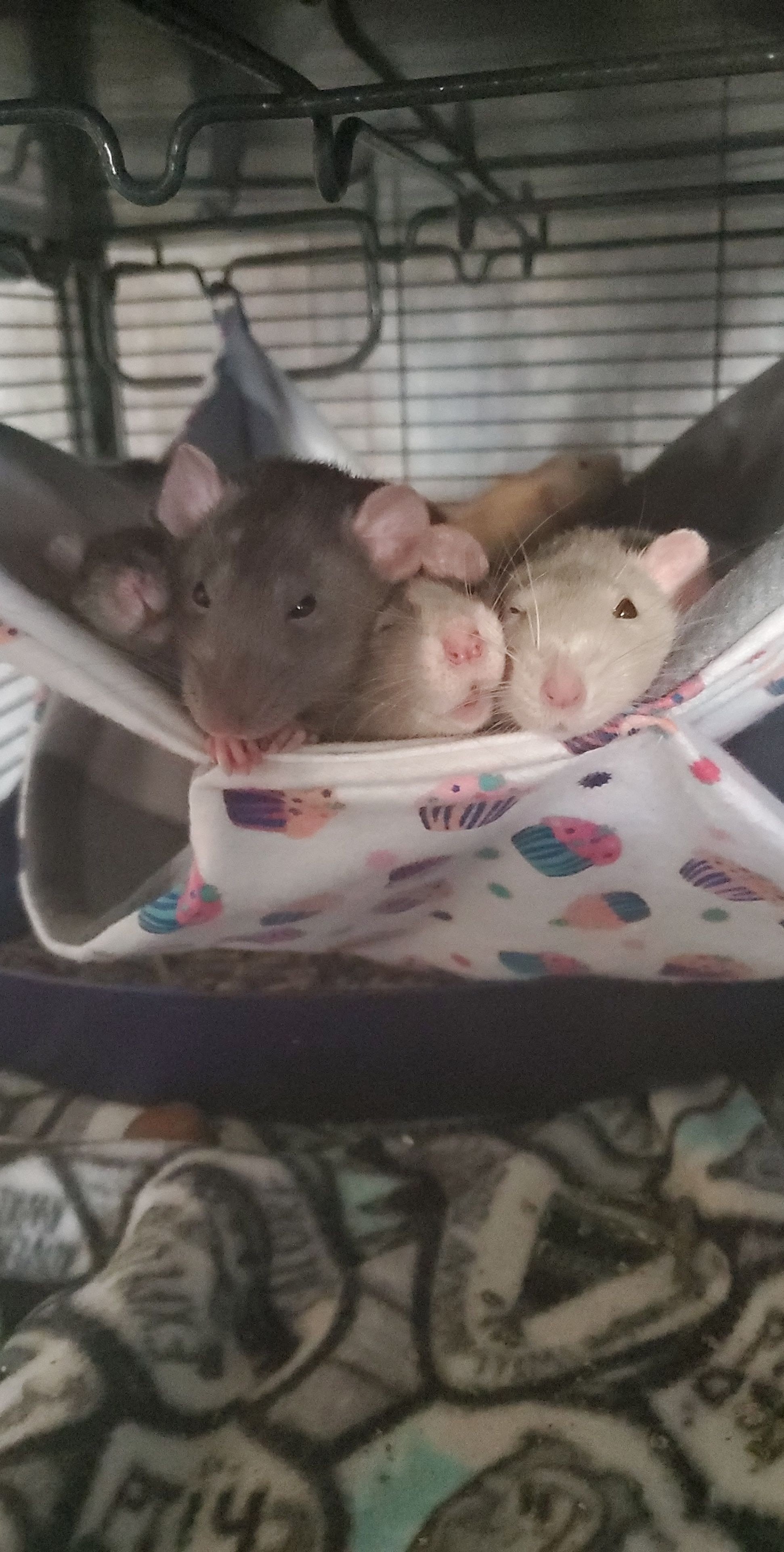 Snuggle Puddle 😍 | Scrolller