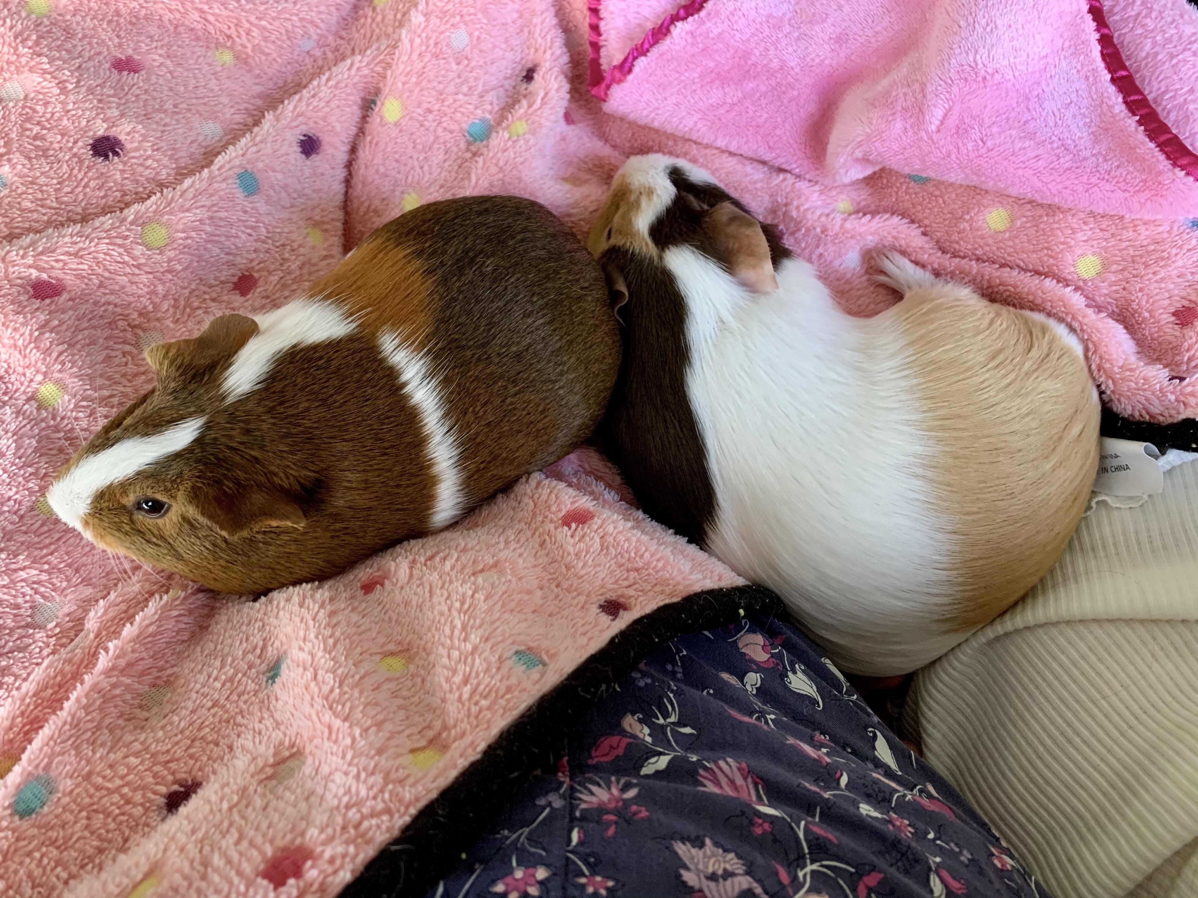 Snuggle-Thirty and FOF | Scrolller