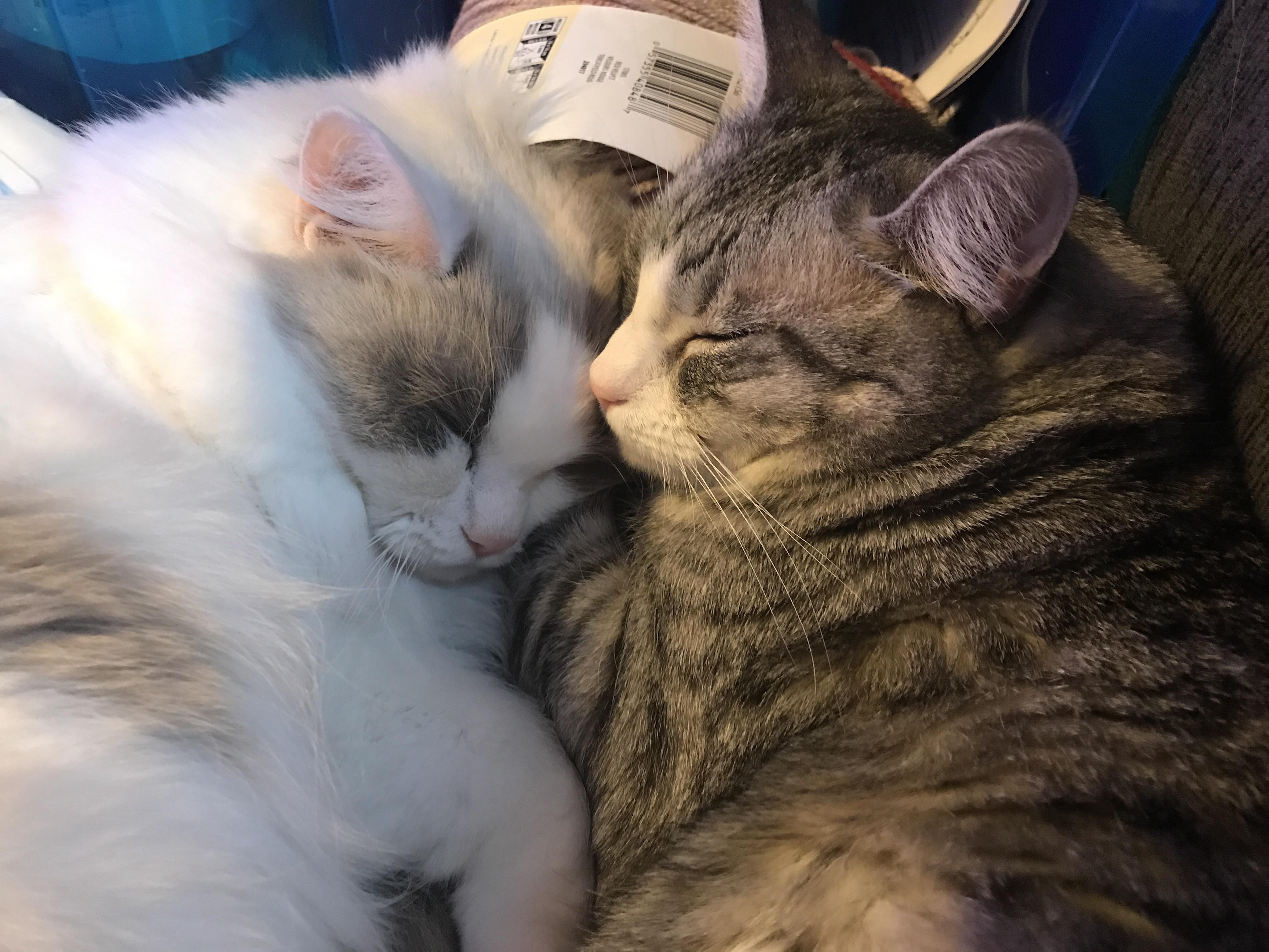 Snuggling together | Scrolller