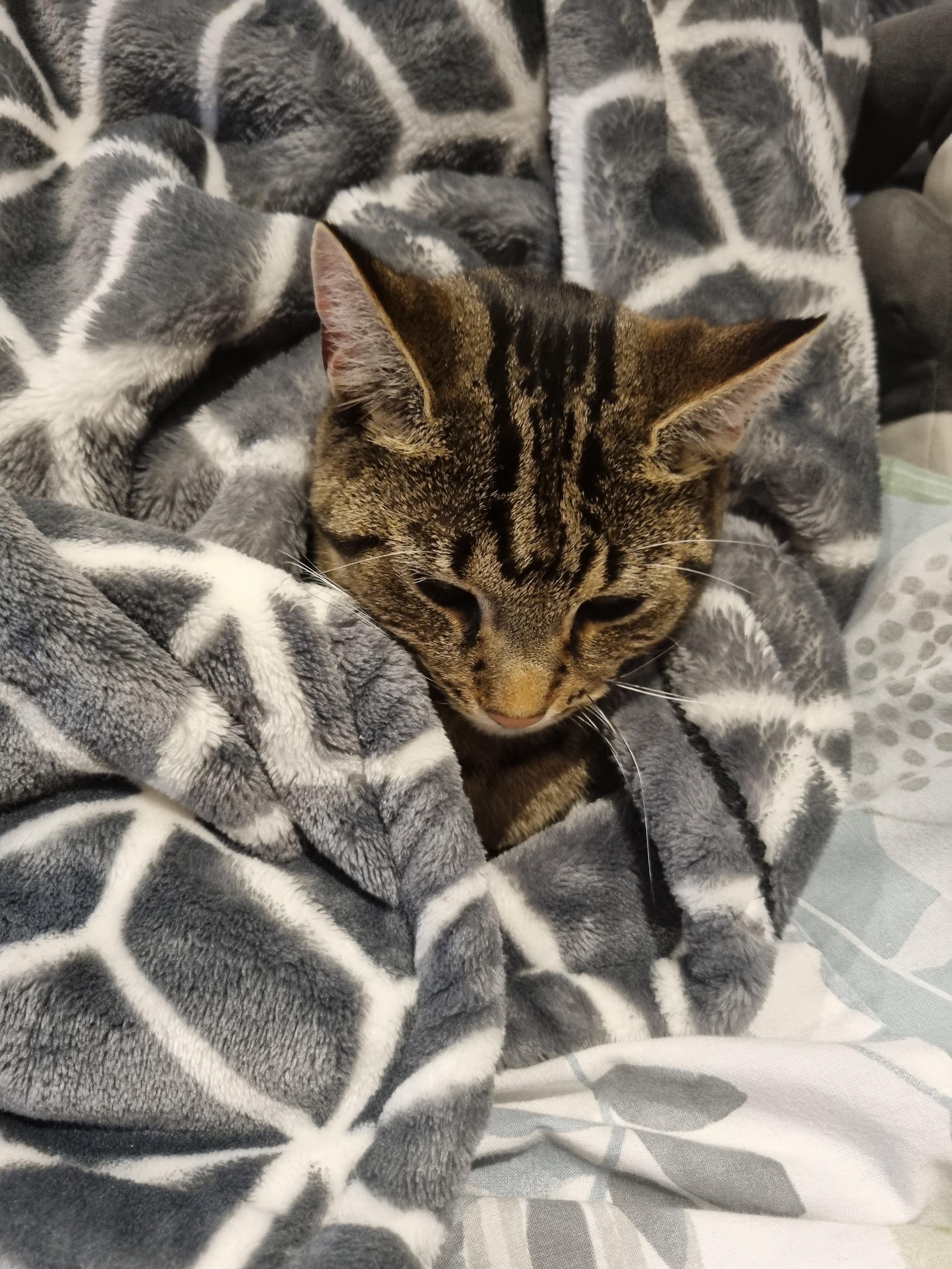 snuggly kitty | Scrolller