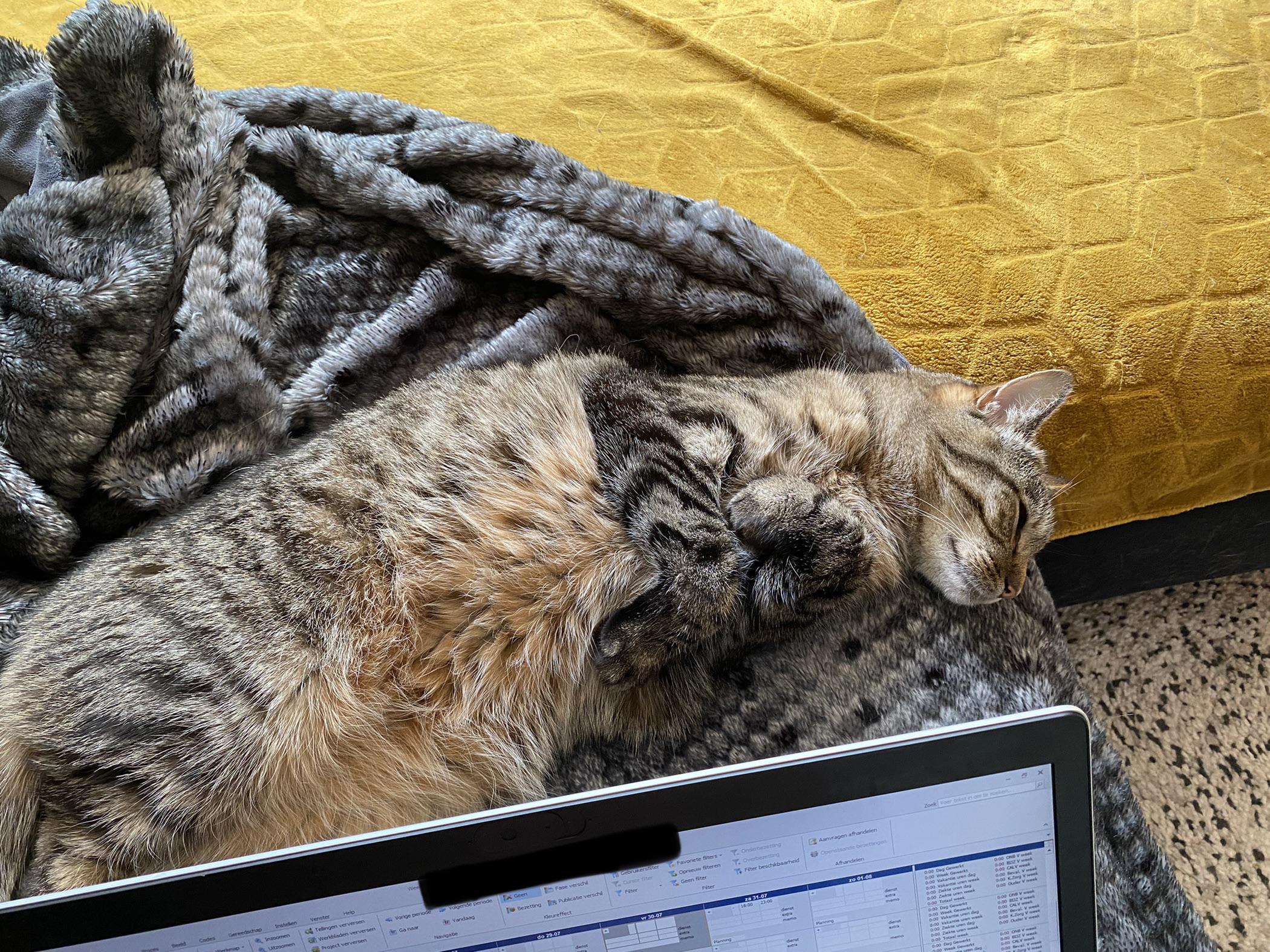 So distracting…sooo tempting…must - focus - on - work. | Scrolller