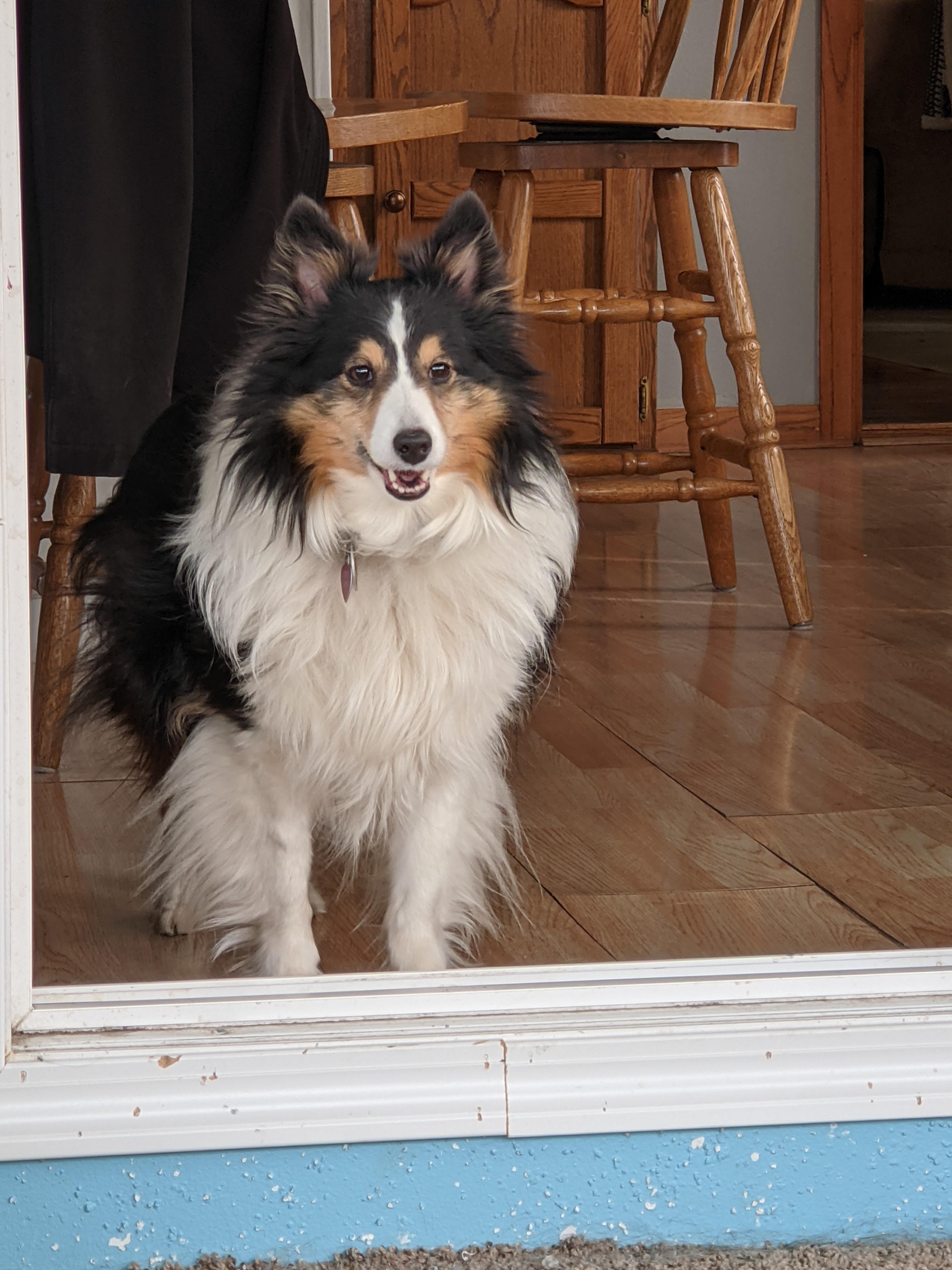 So fluffy | Scrolller