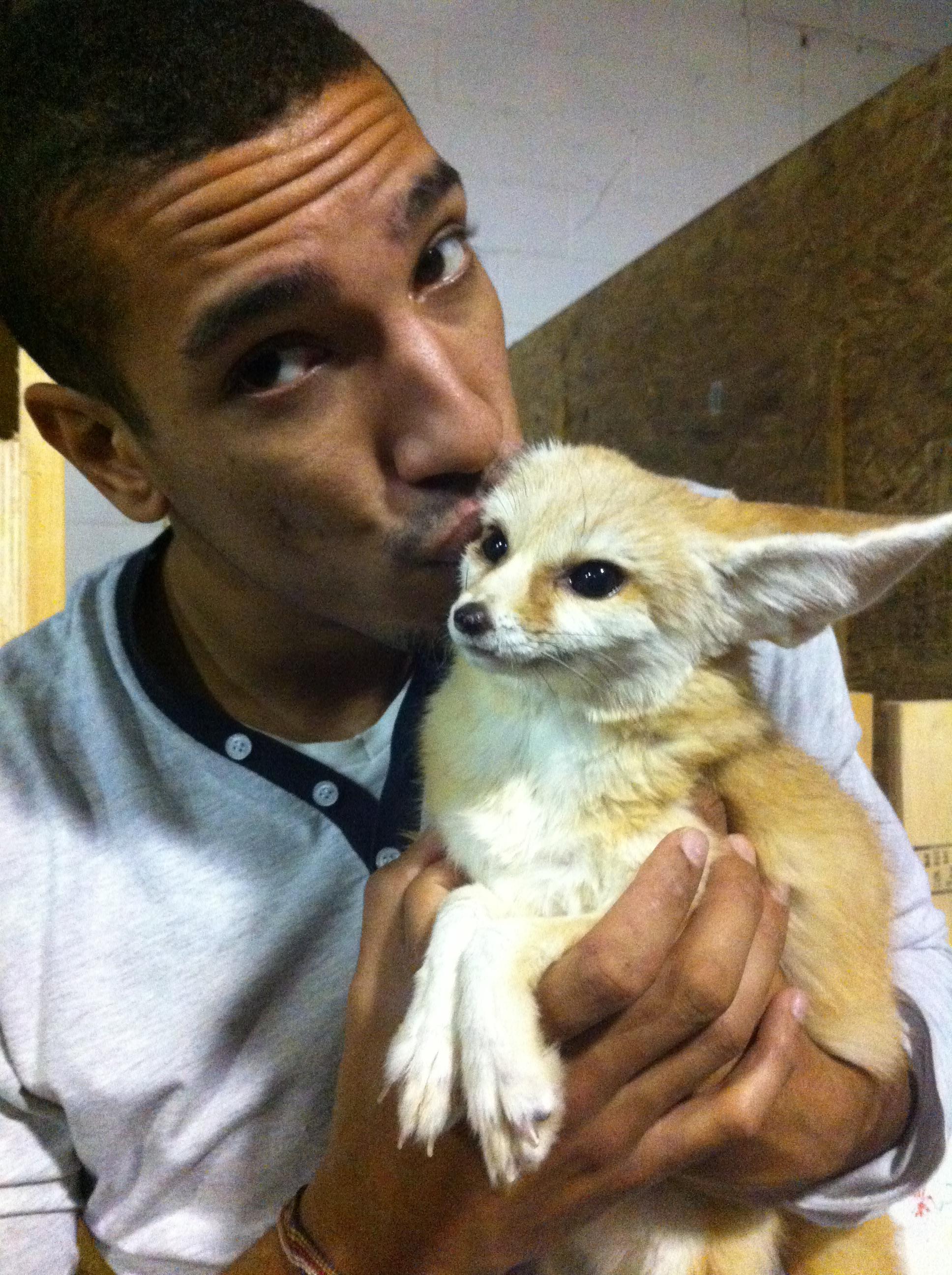 So innocent 😇 right ?? If you have a fennec you know 😈 | Scrolller