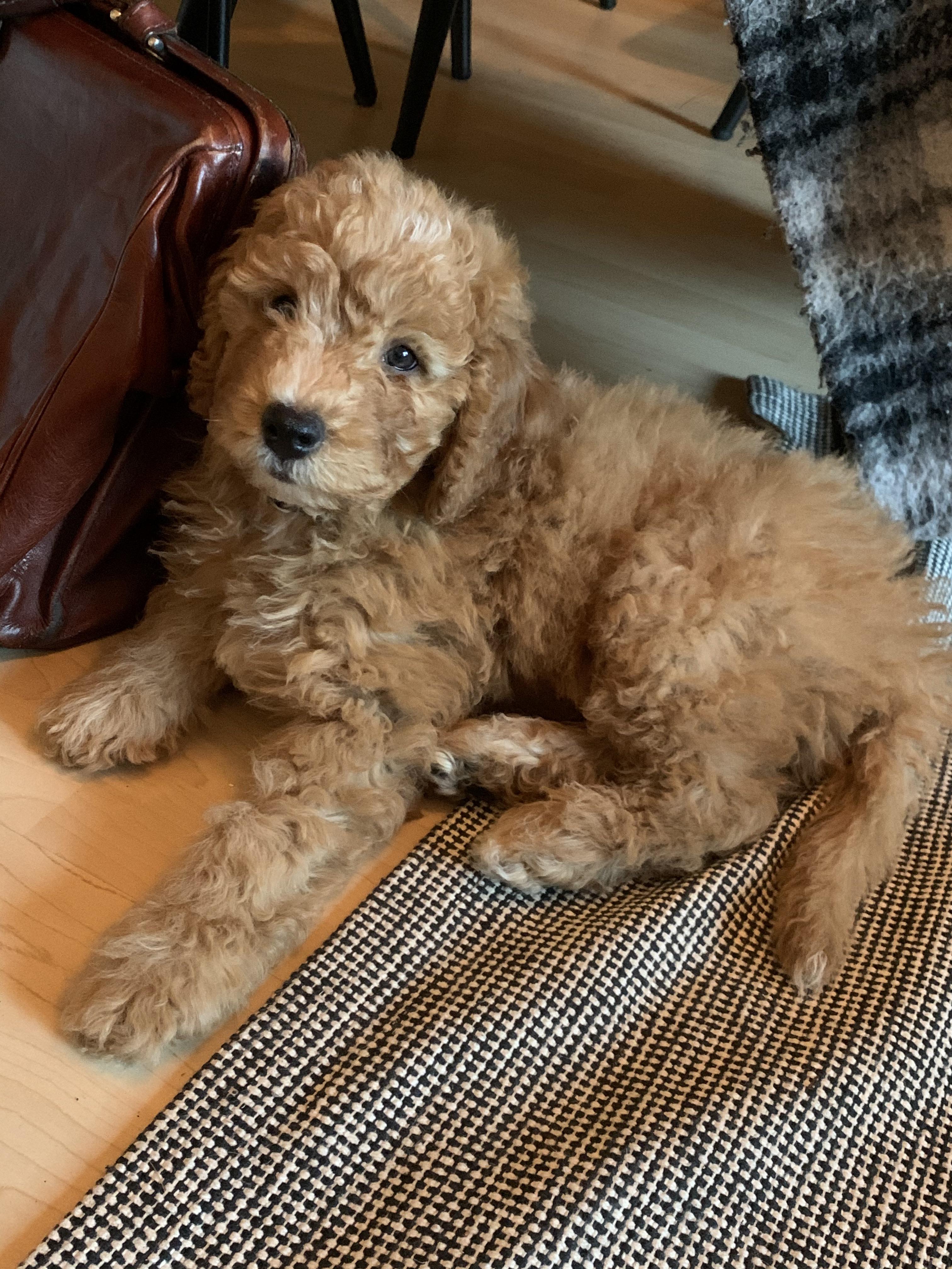 So much fluff! Meet Kees, an adorable 8 week old bernedoodle! | Scrolller