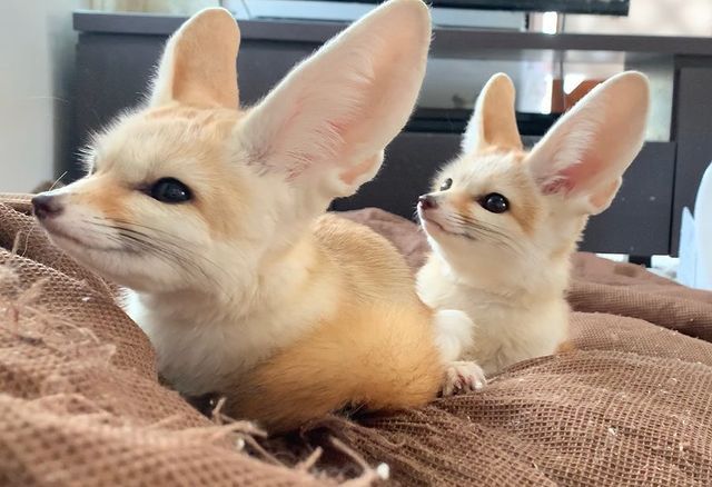 Some big ole fennec ears | Scrolller