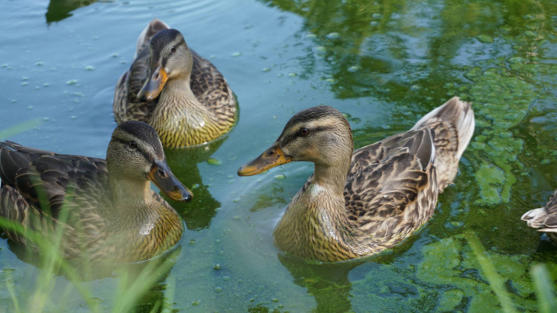 Some ducks, kit lens | Scrolller