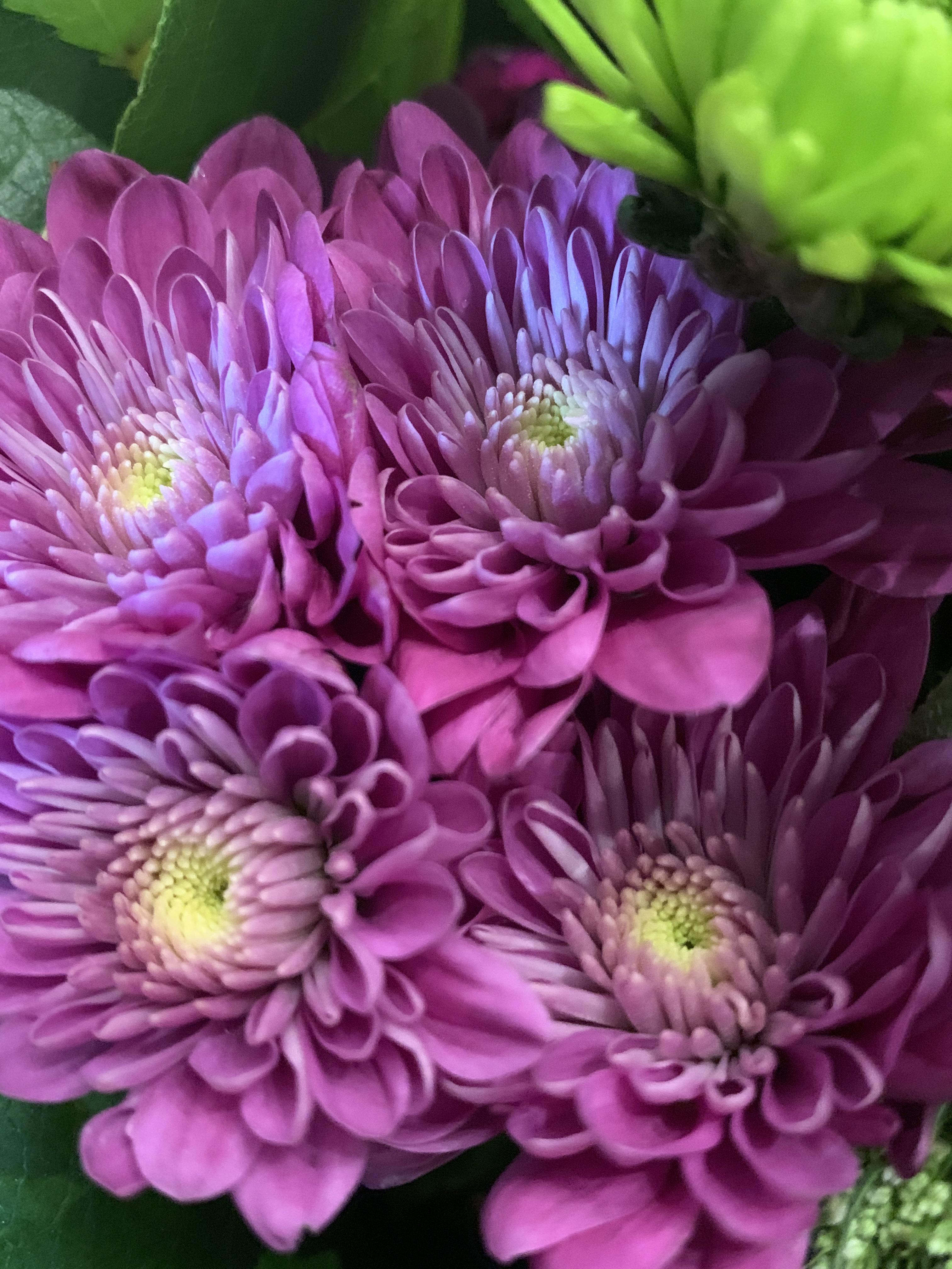 some flowers from a bouquet | Scrolller