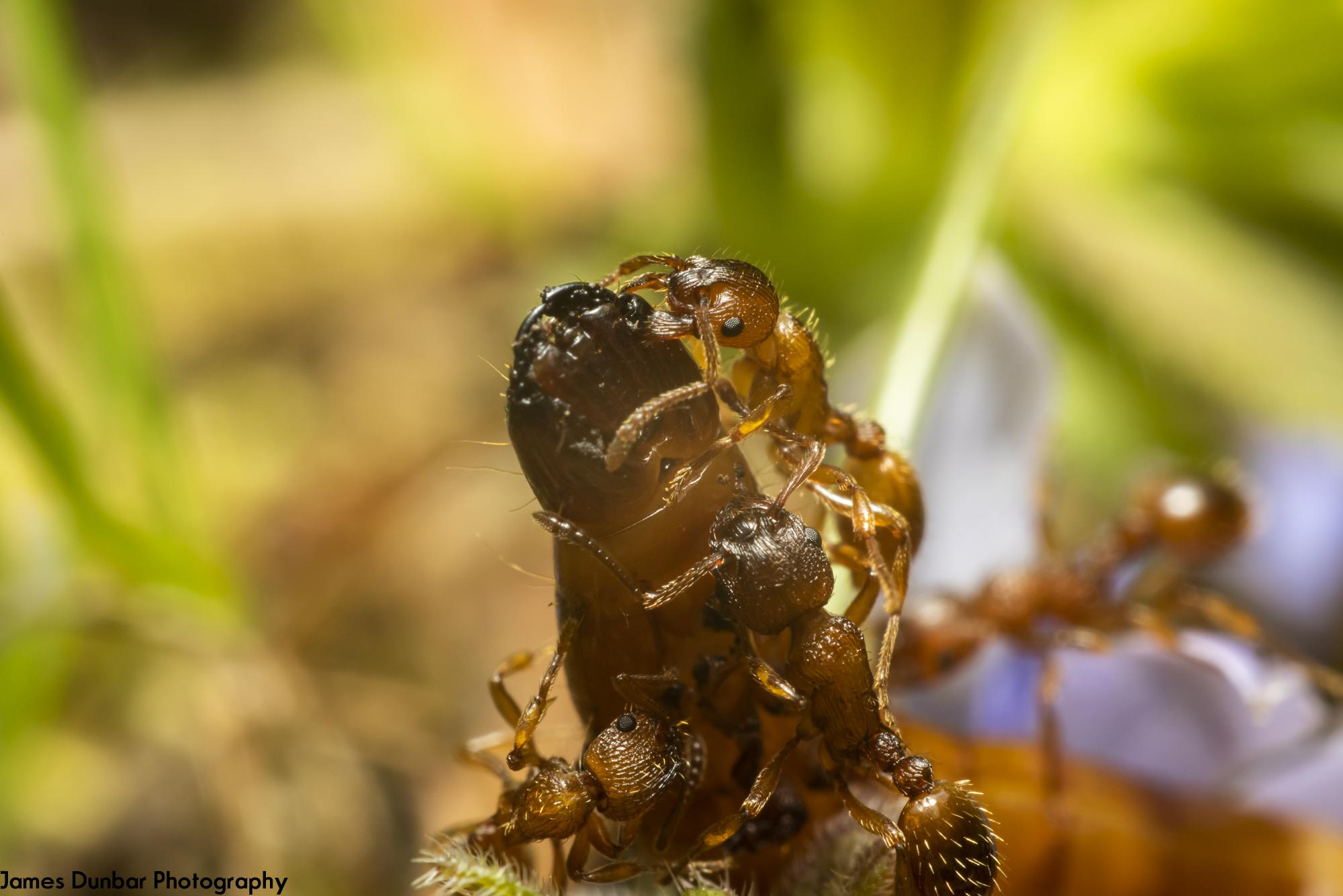 Some red ants | Scrolller