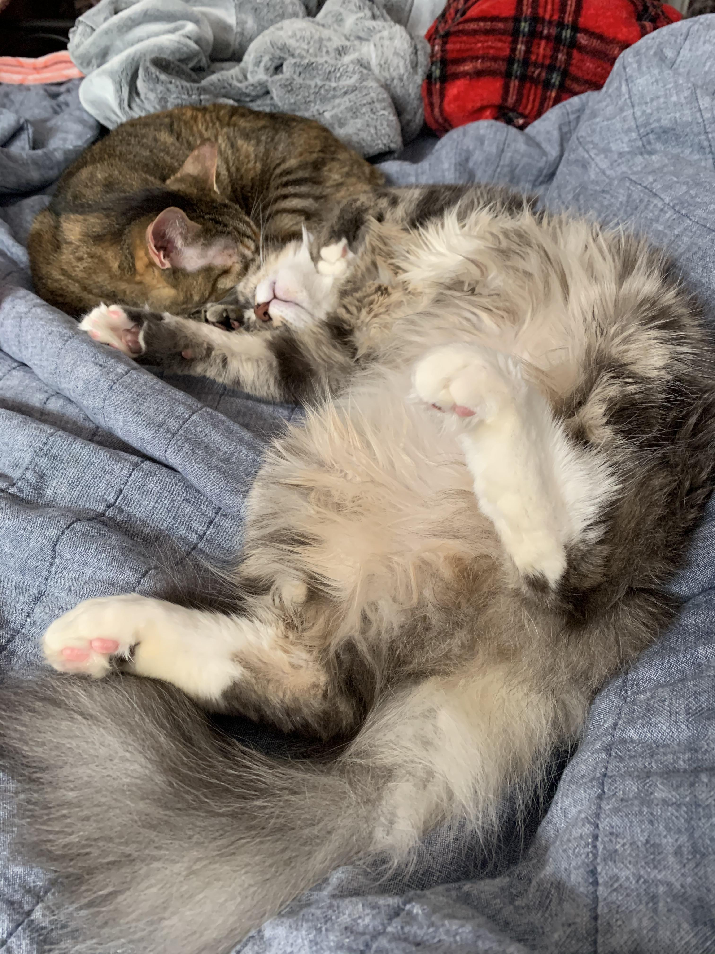 Someone had too much catnip | Scrolller