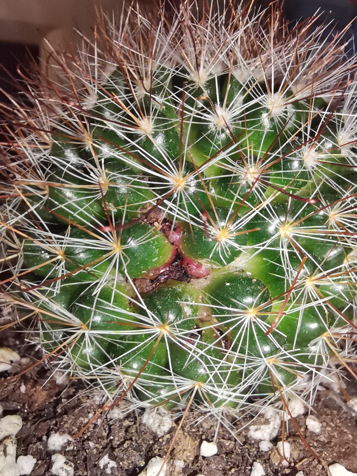 Something funky going on with my little cactus, any suggestions? | Scrolller