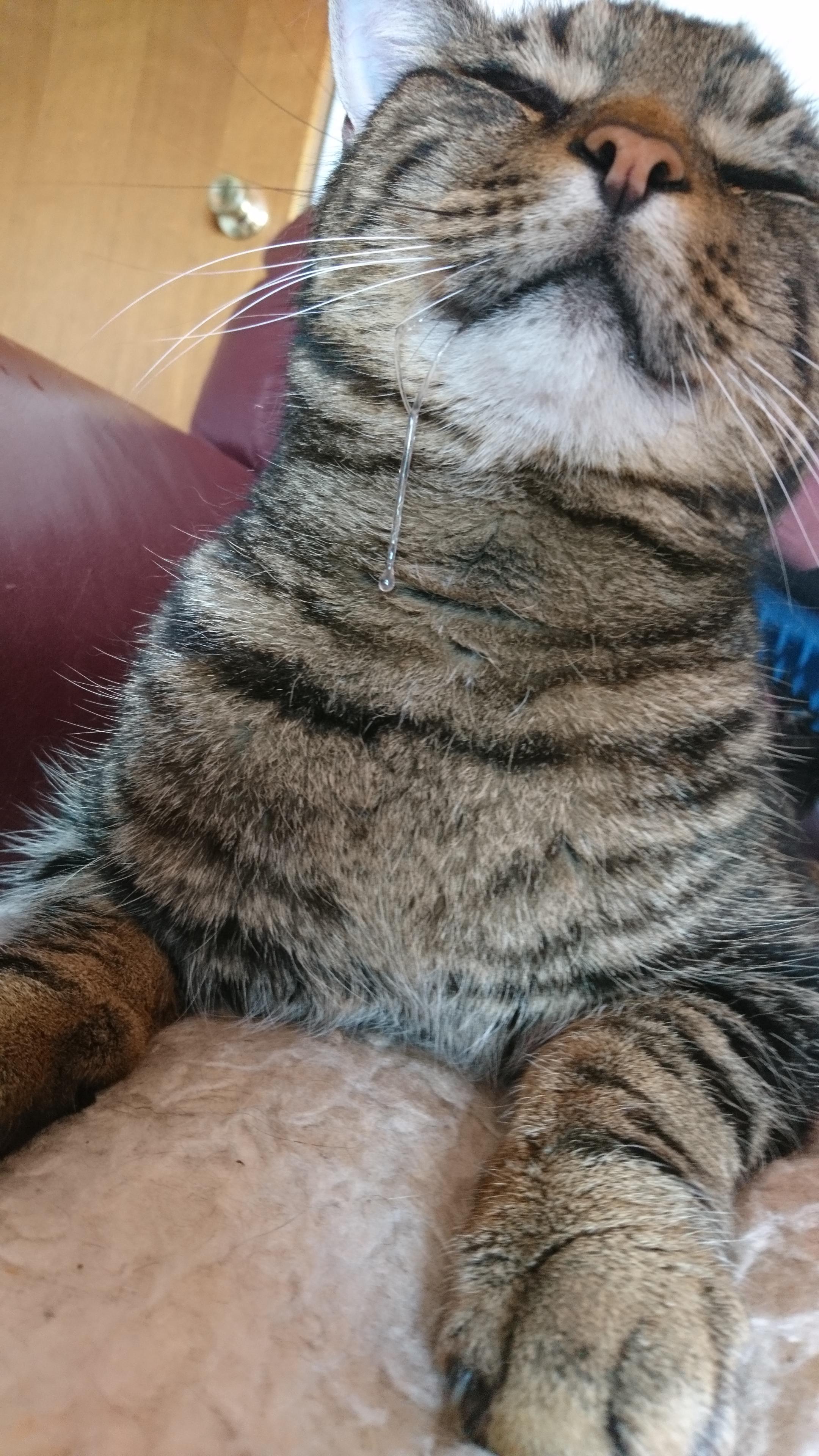 Sometimes Hobnob loves the pets | Scrolller