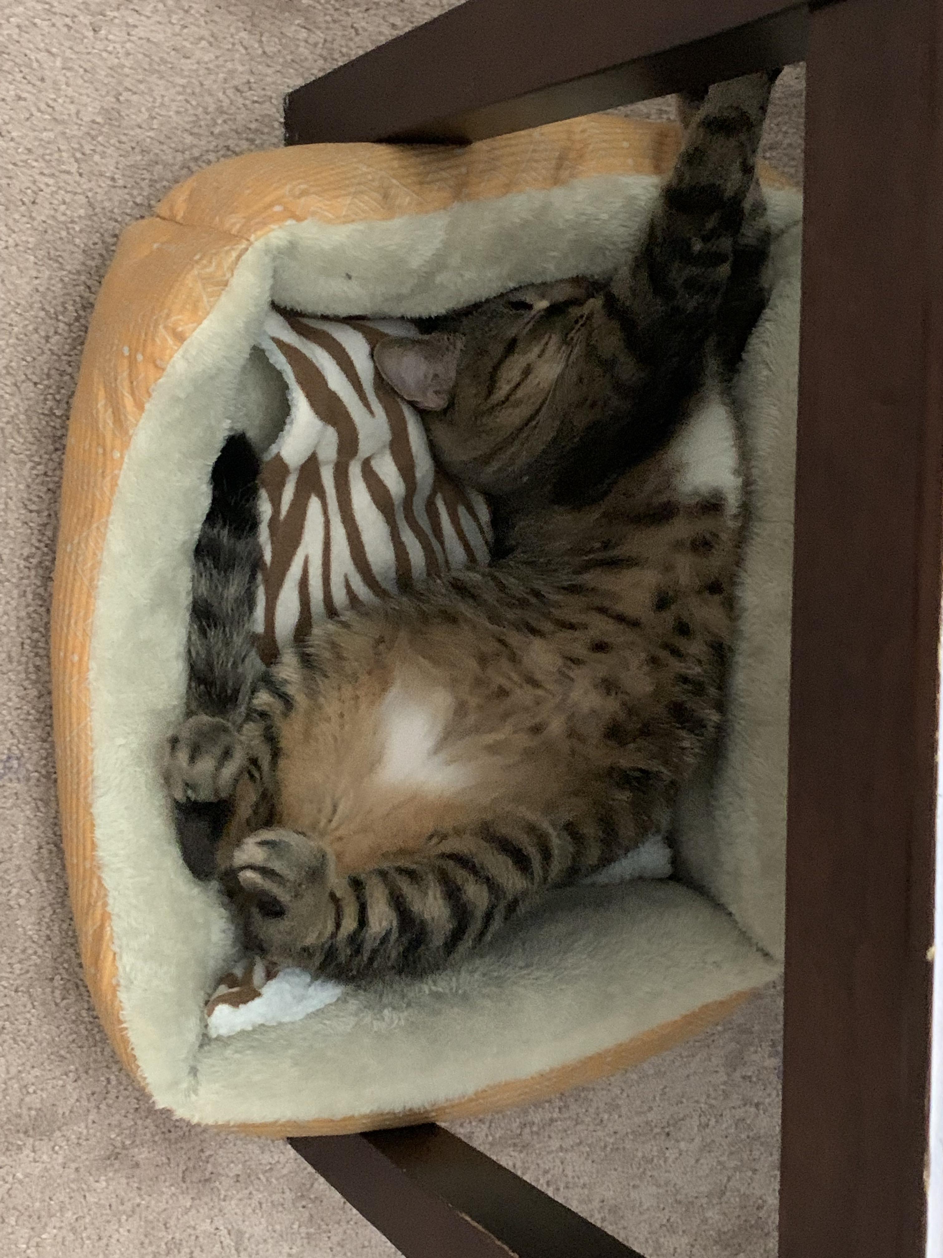 Sometimes you just gotta sleep weird | Scrolller