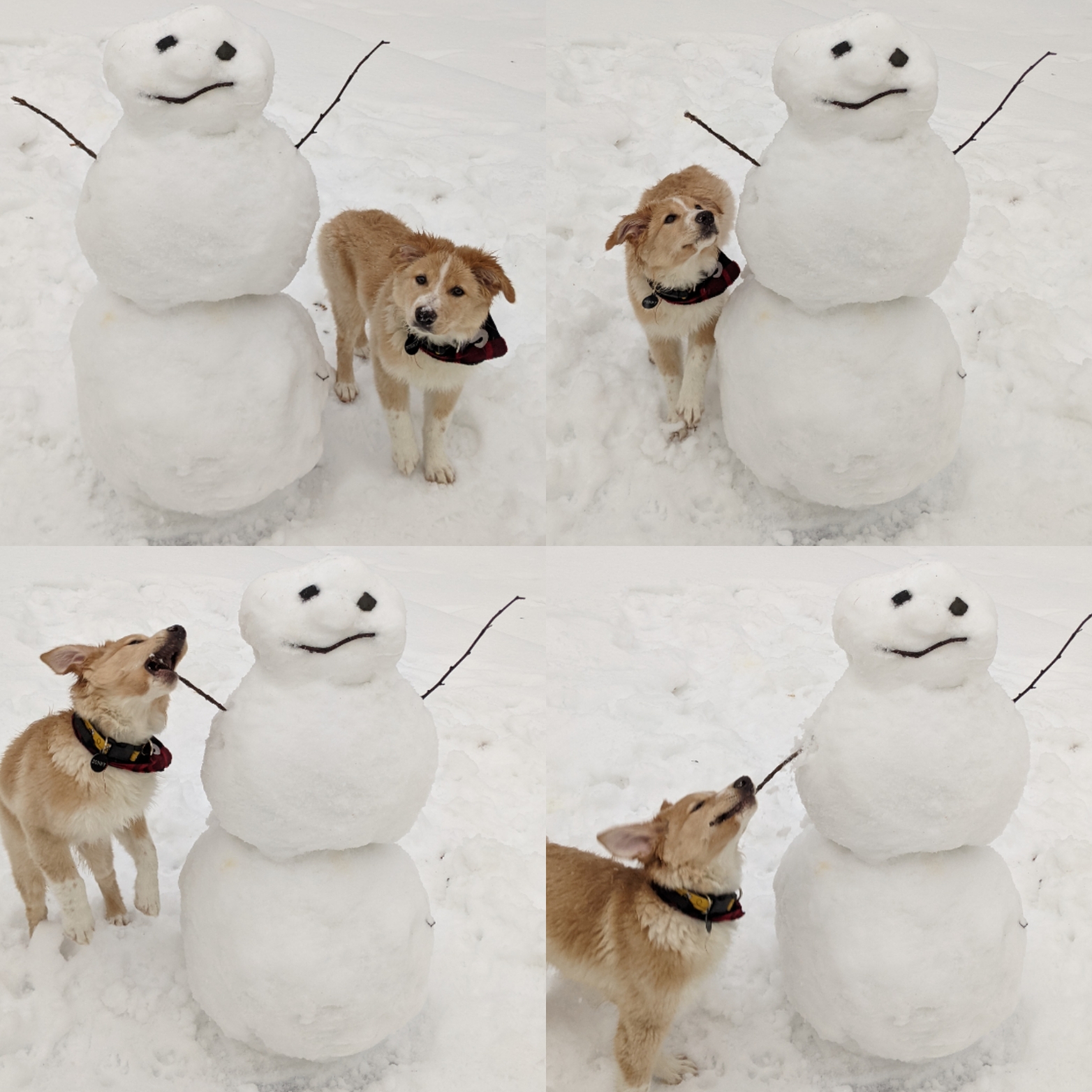 Sonny Builds a Snowman ⛄ | Scrolller