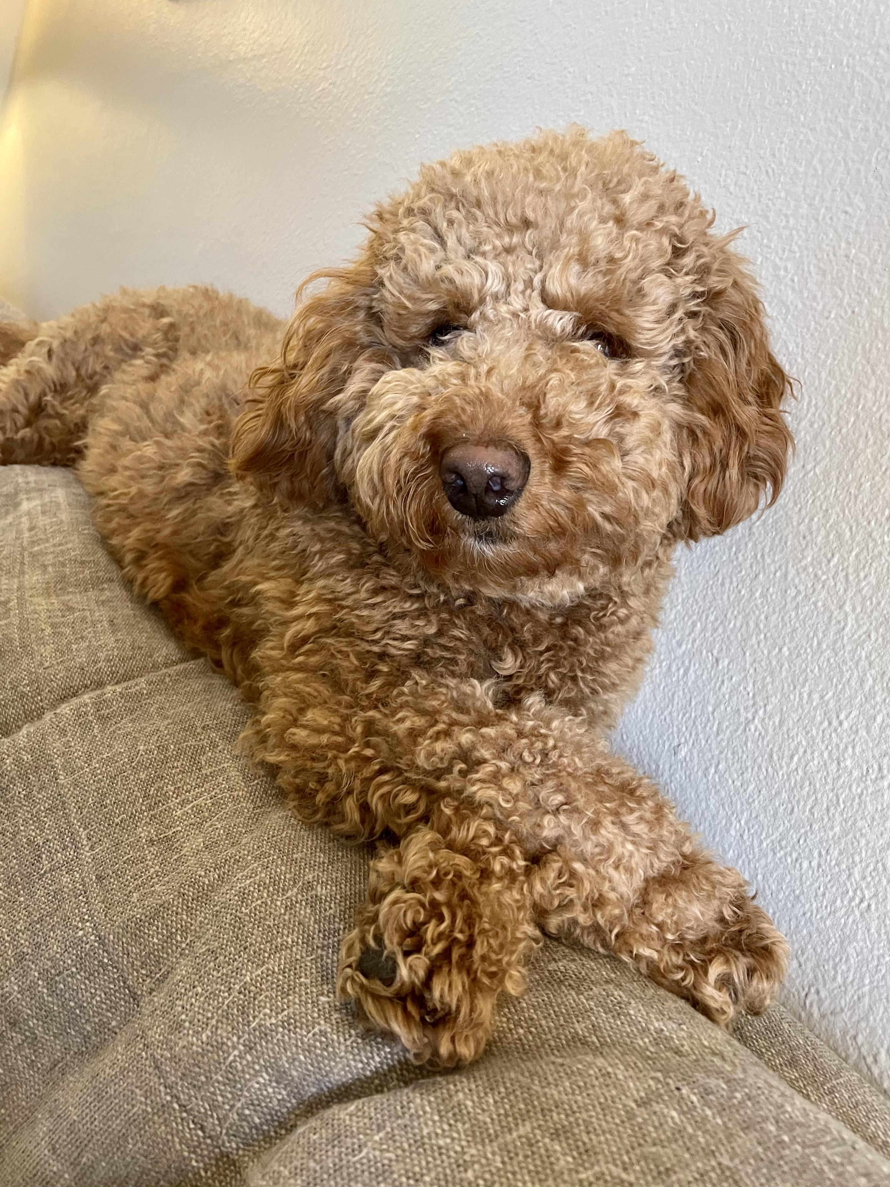 Sophisticated boy | Scrolller