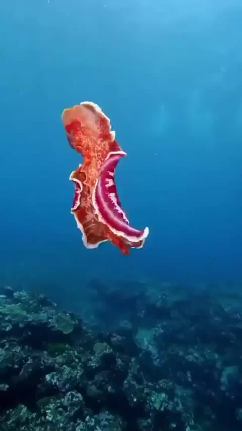 Spanish Dancer performance under the sea | Scrolller