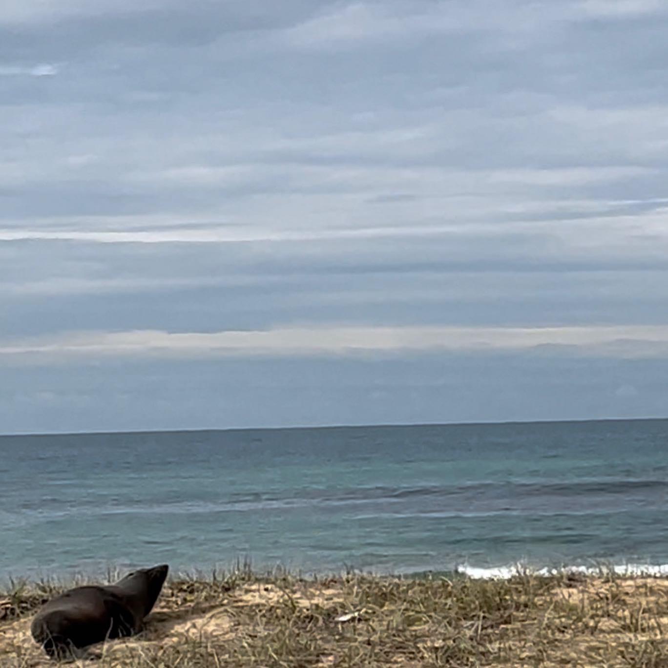Special visitor to my local beach. | Scrolller