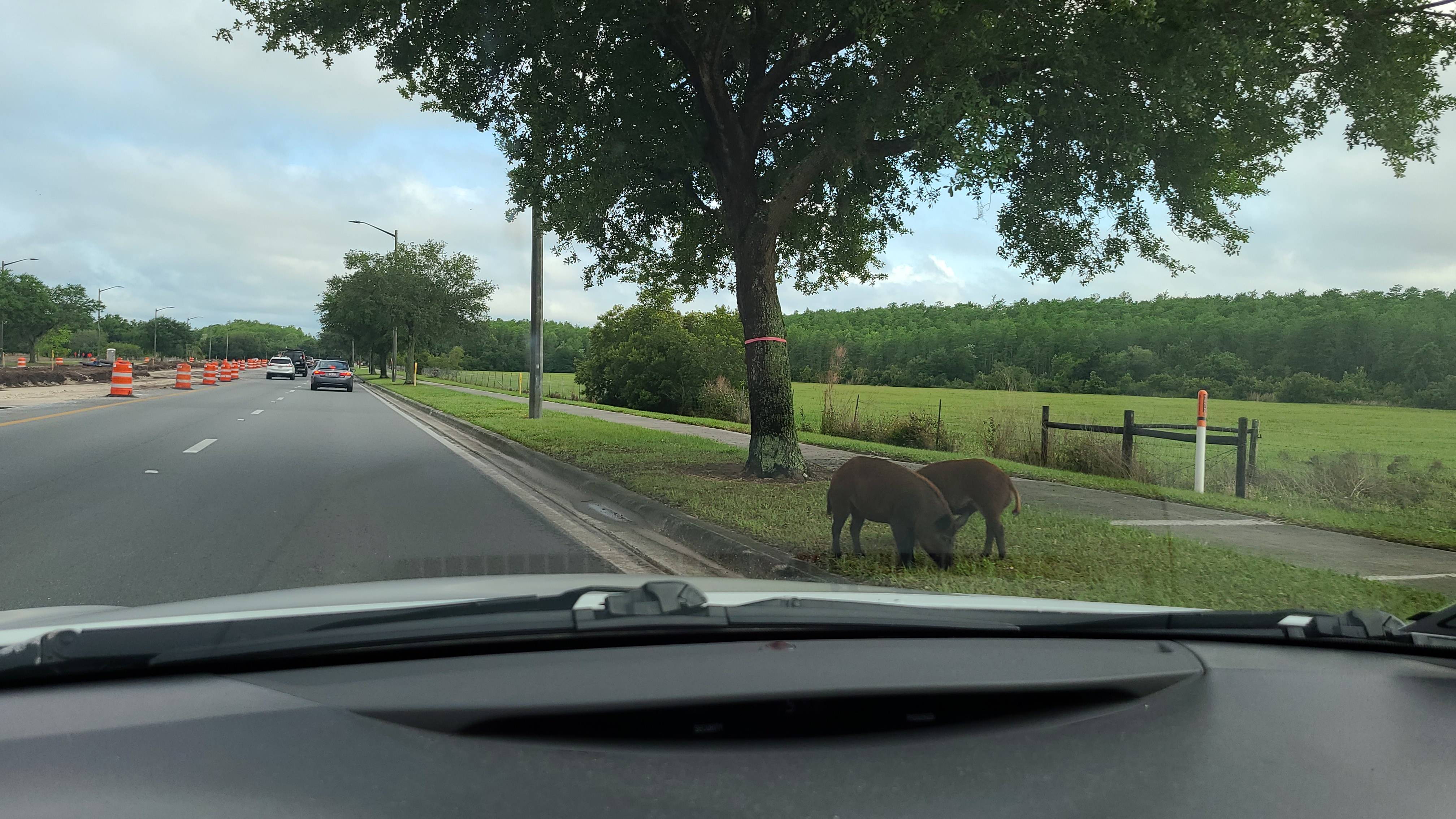 Speed Trap | Scrolller