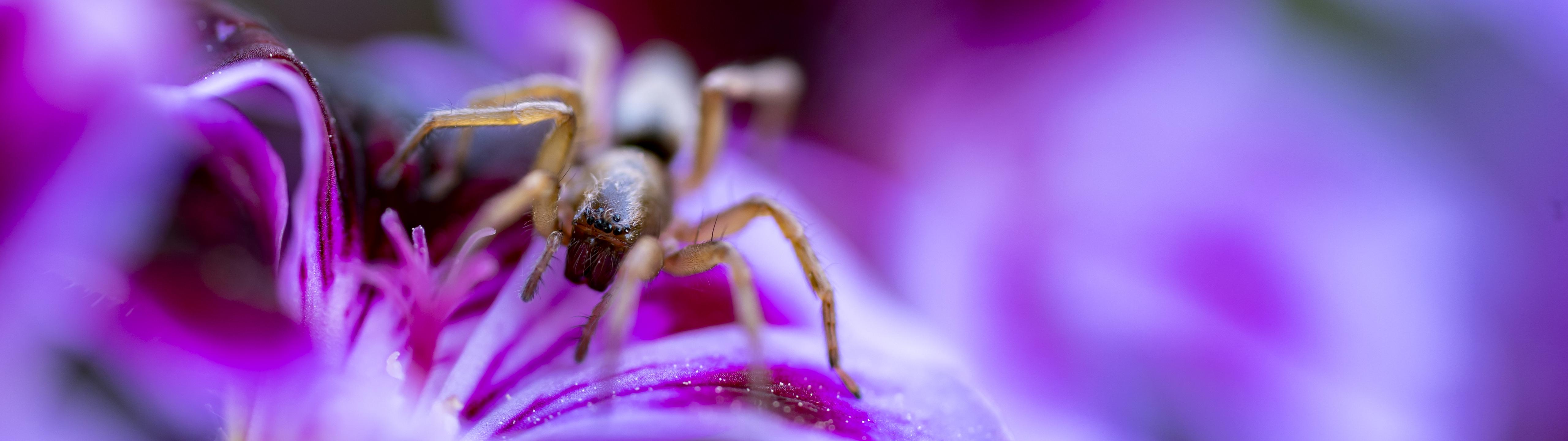 Spider [5120x1440] | Scrolller