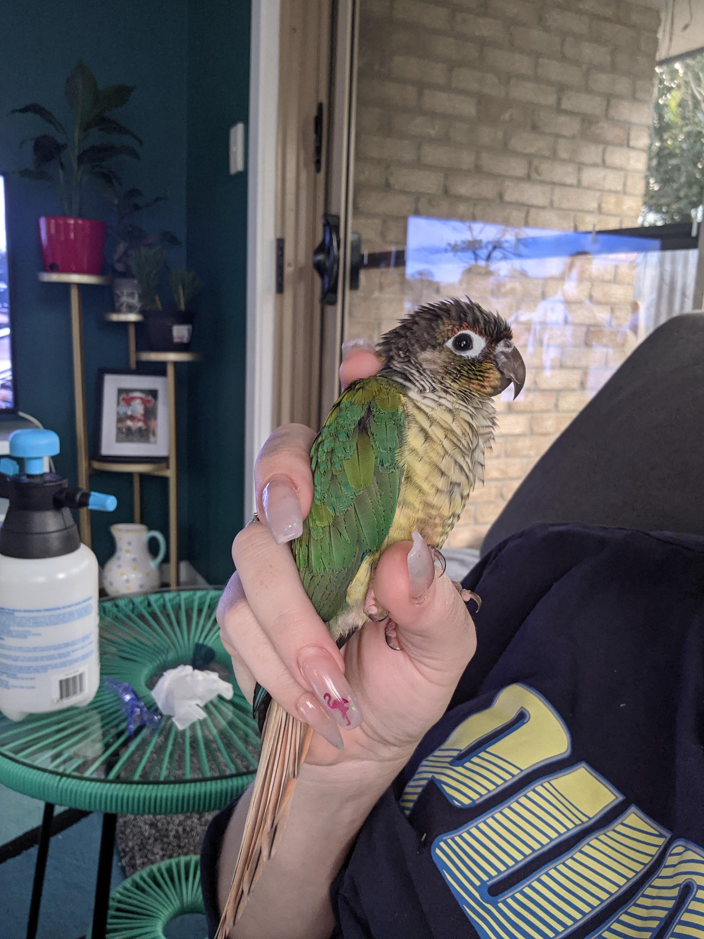 Spider Pig, Spider Pig. Does whatever a Spider Pig does, can he demand snuggles all day ? Yes he ...