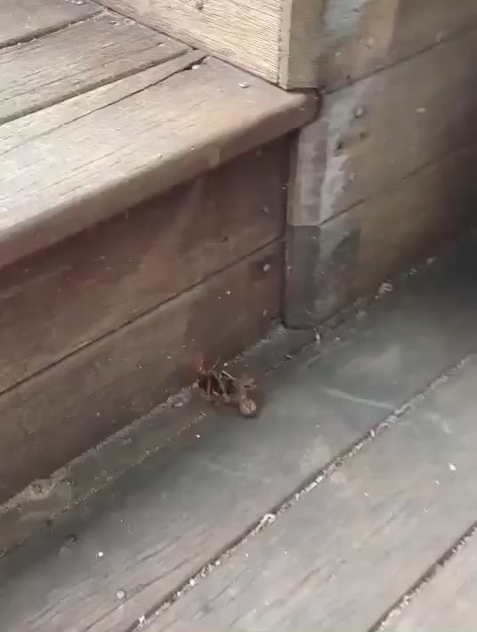 Spider Wasp against a Huntsman Spider. | Scrolller