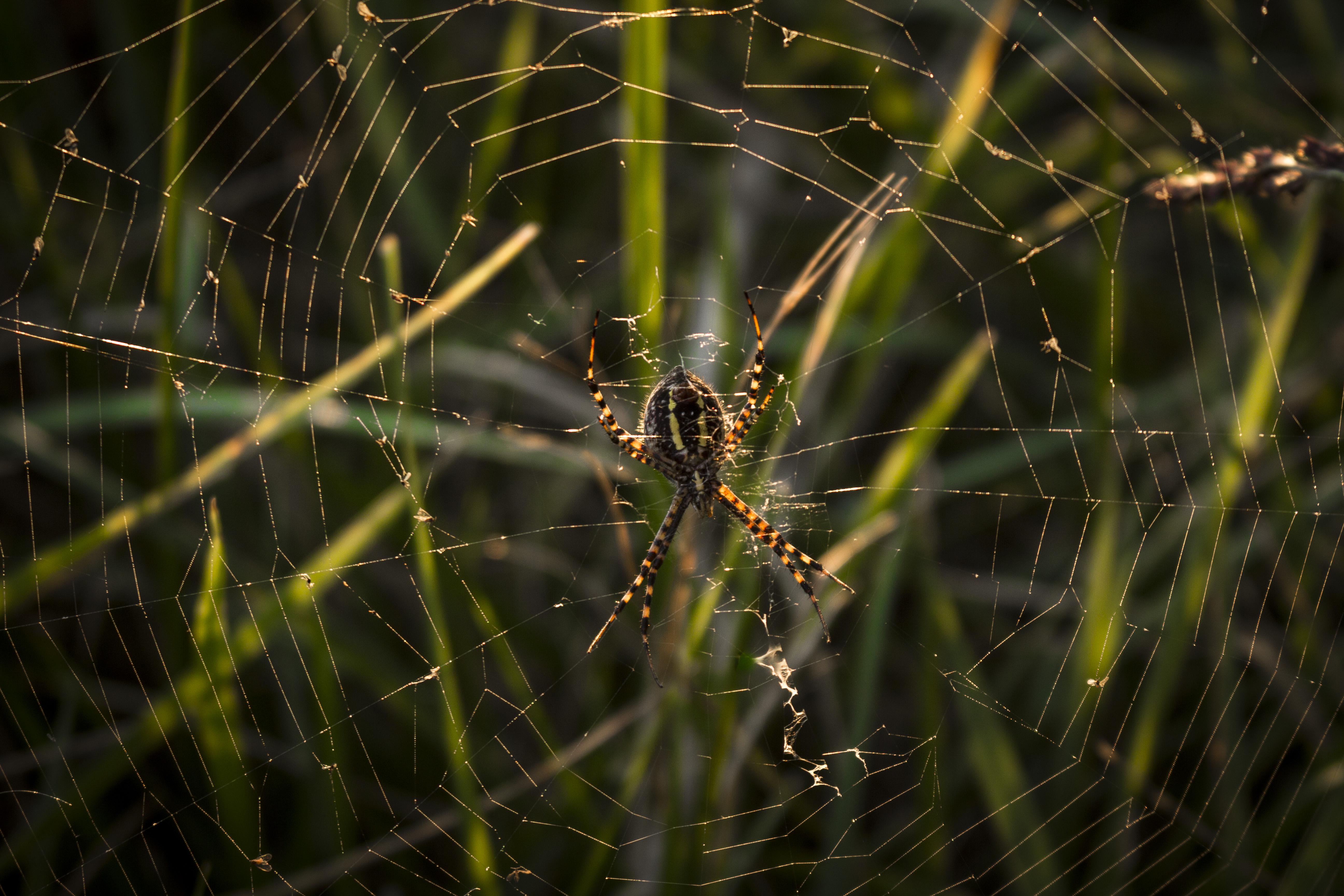 Spider Web | Scrolller