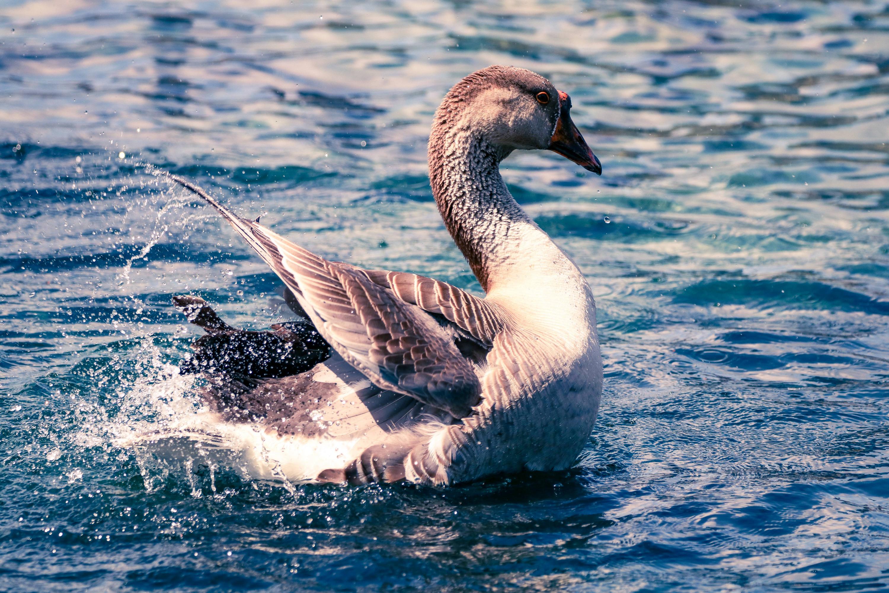 Splashing goose in Orlando | Scrolller