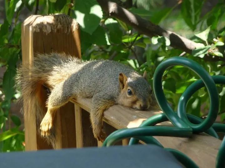 Splooting is a pose squirrels do in order to cool down by pressing their tummy onto a cool ...